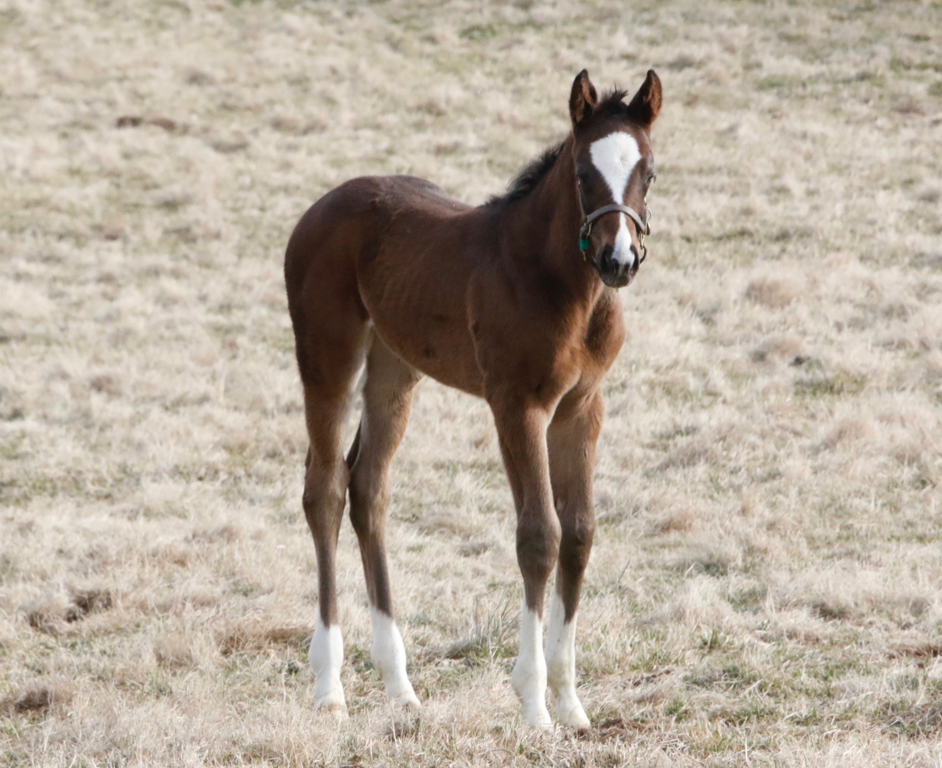 PREVARICATE | Lane's End