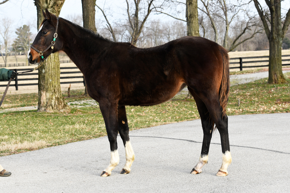 PREVARICATE | Lane's End