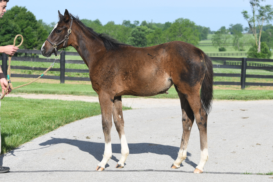 PREVARICATE | Lane's End