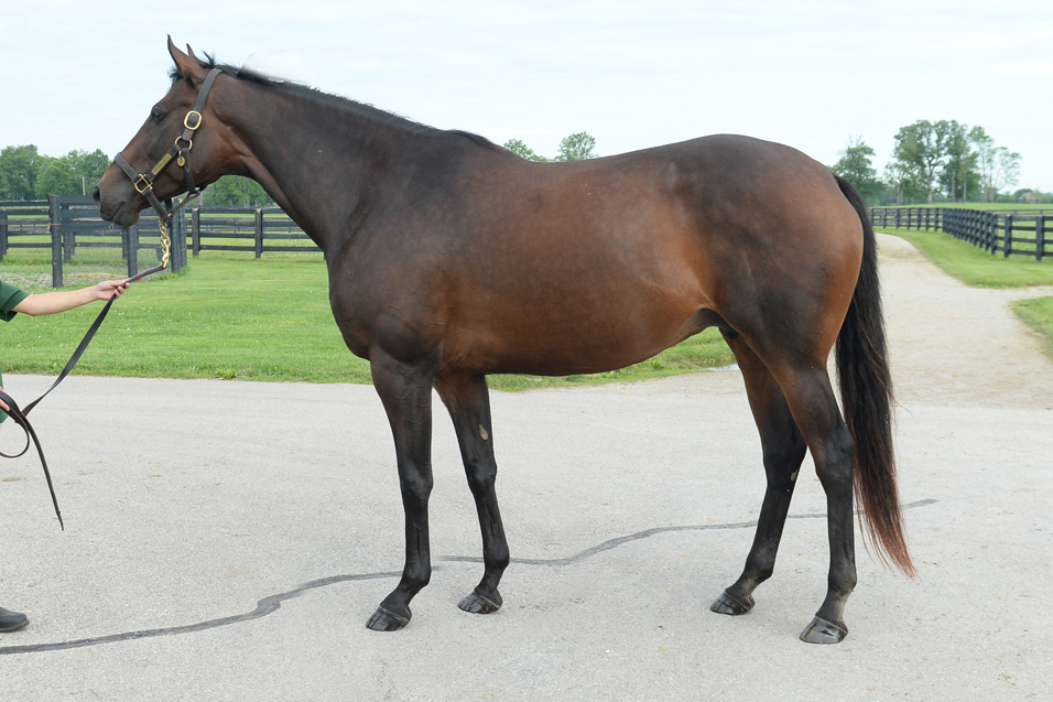 COLONIAL FLAG | Lane's End