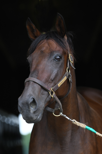 COLONIAL FLAG | Lane's End