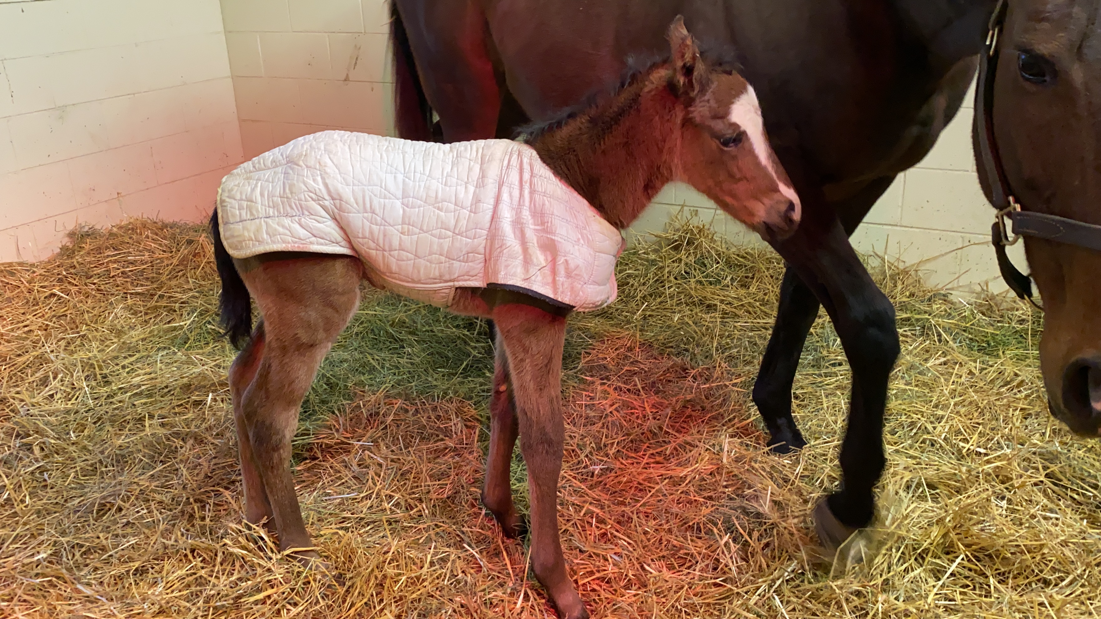 20 ICON PROJECT | Lane's End