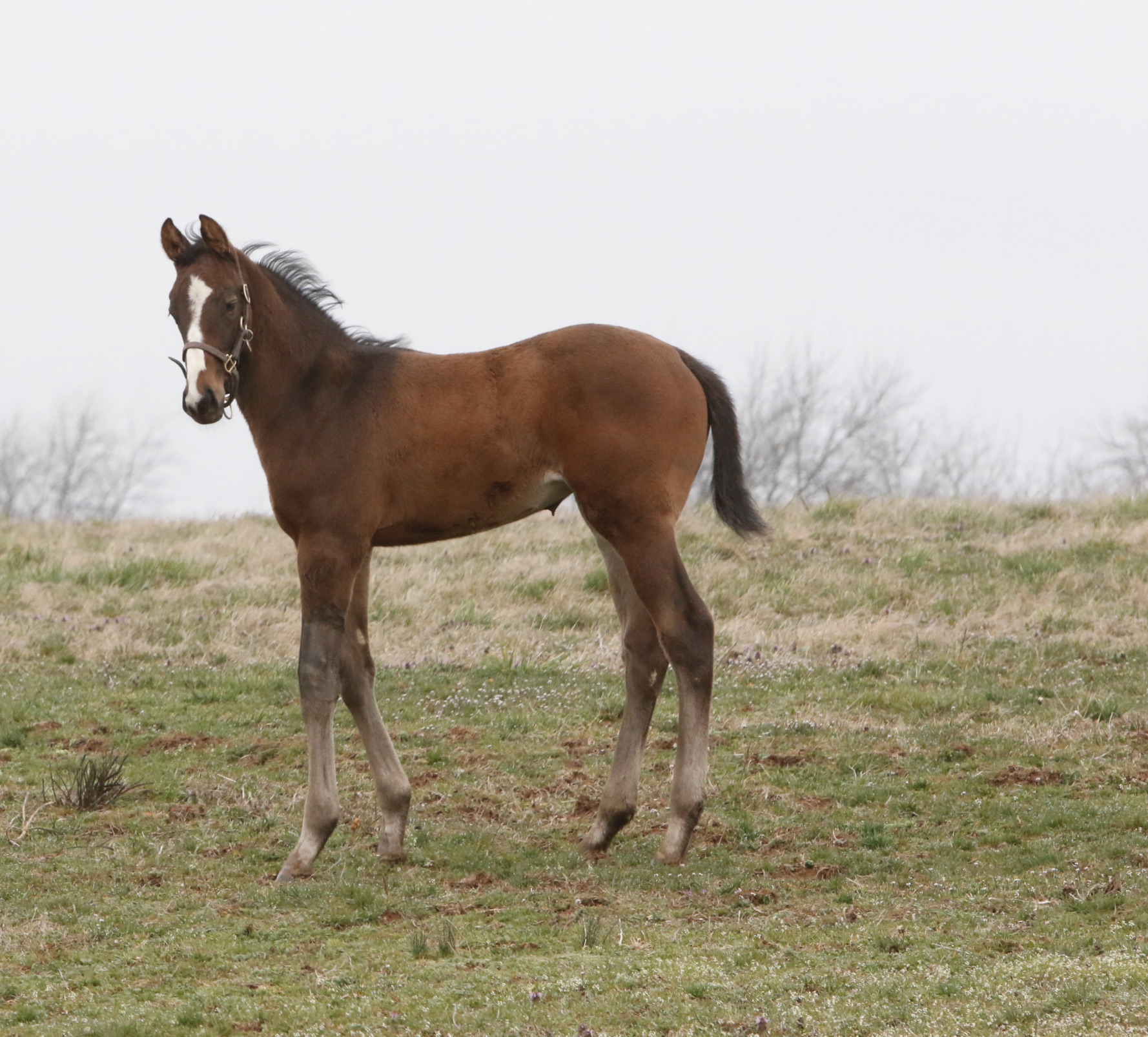 20 GRACE HALL | Lane's End