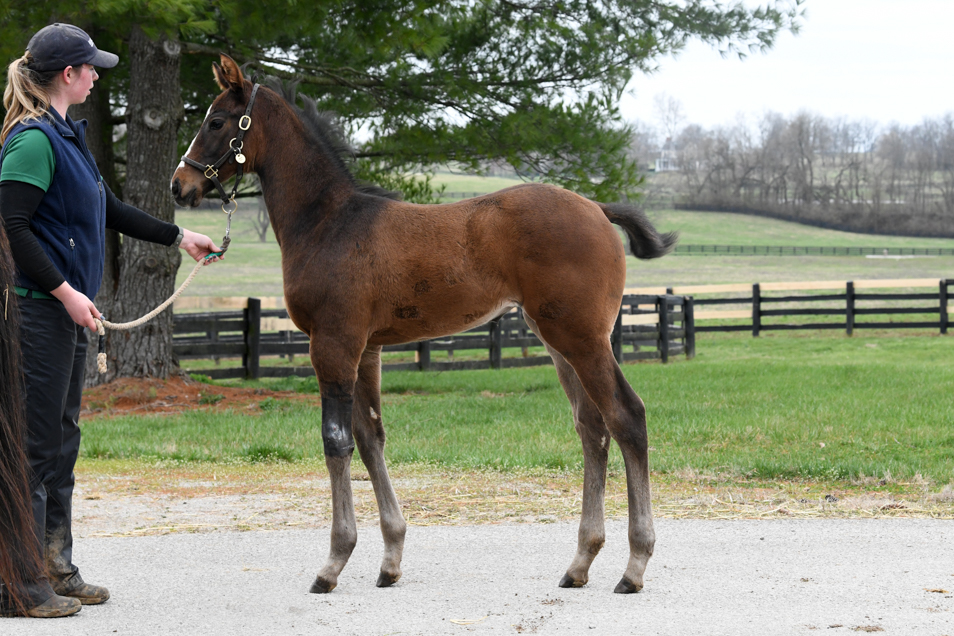 20 GRACE HALL | Lane's End