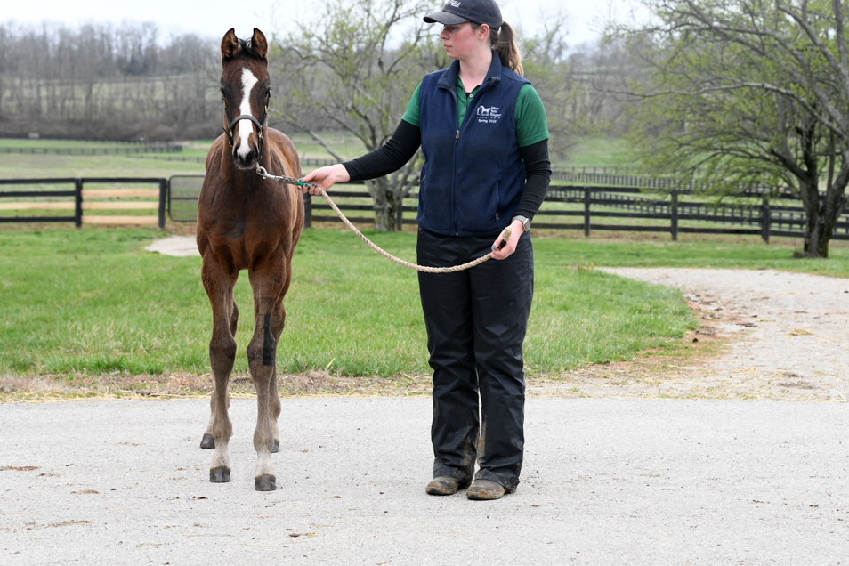 20 GRACE HALL | Lane's End