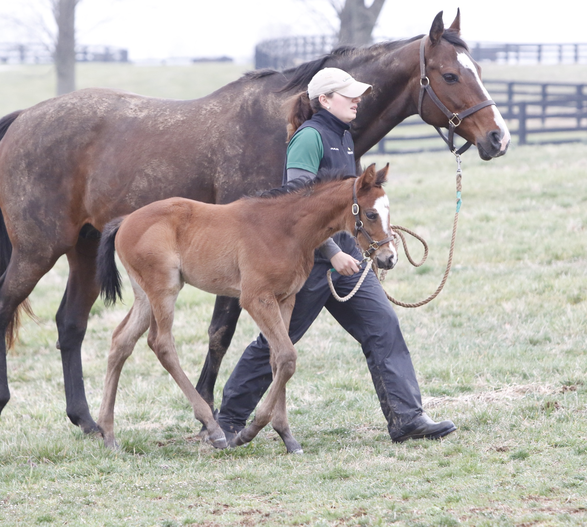 20 ICON PROJECT | Lane's End