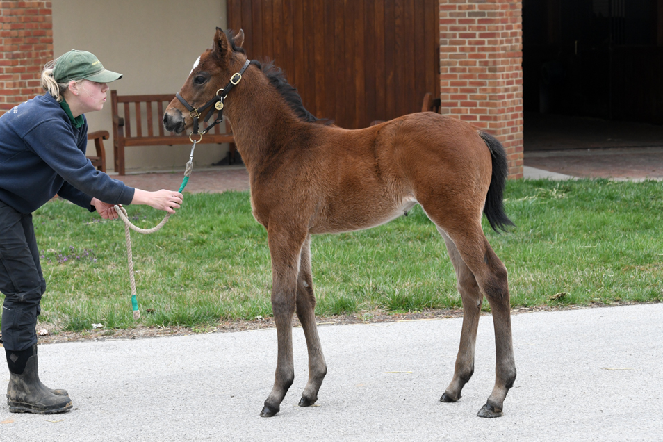 20 ICON PROJECT | Lane's End