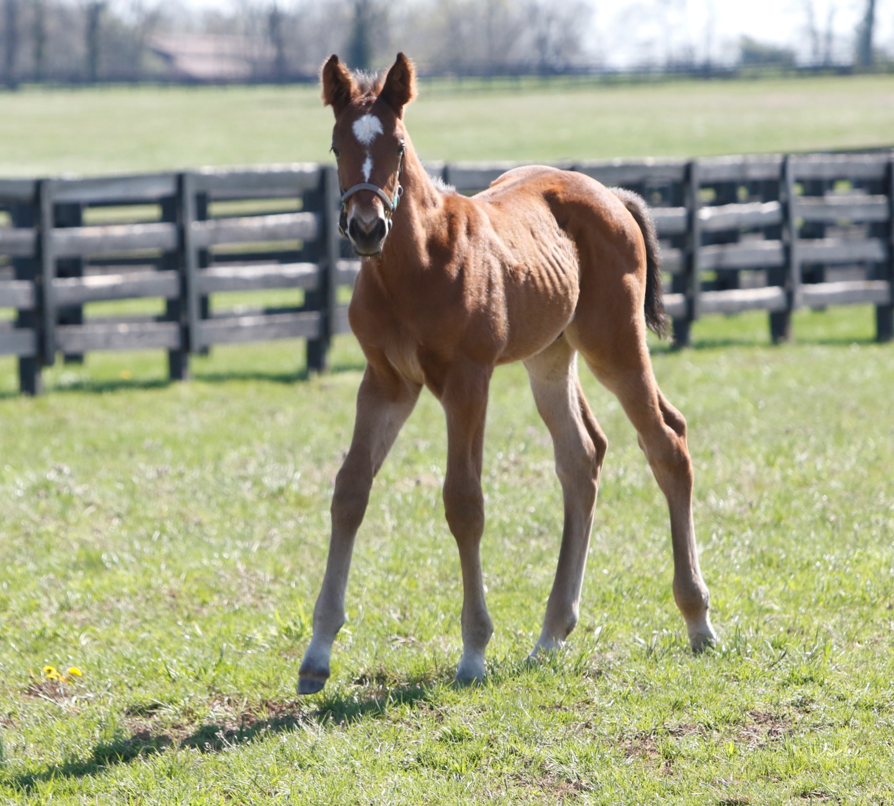 20 WALTZING MATILDA | Lane's End