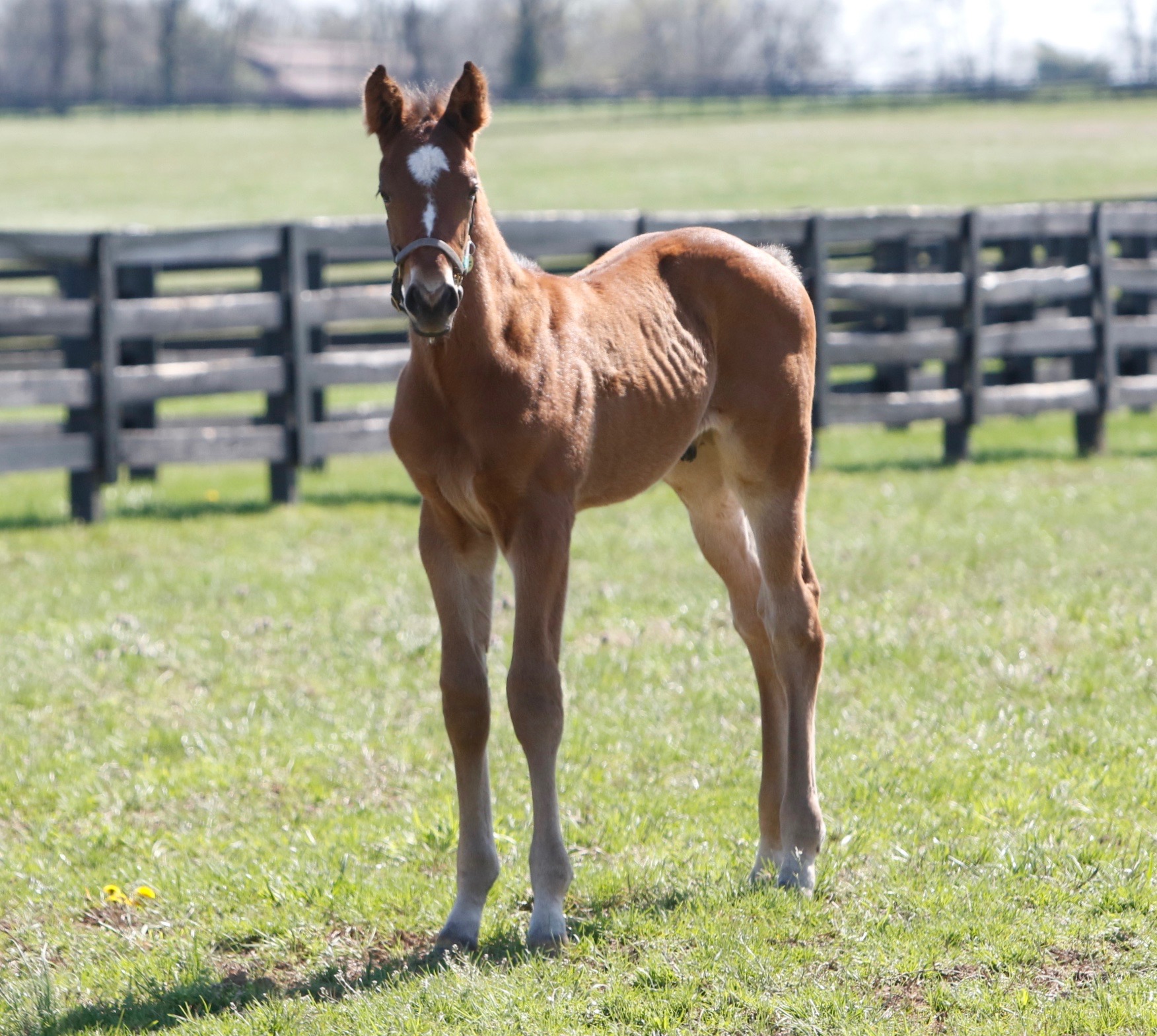 20 WALTZING MATILDA | Lane's End