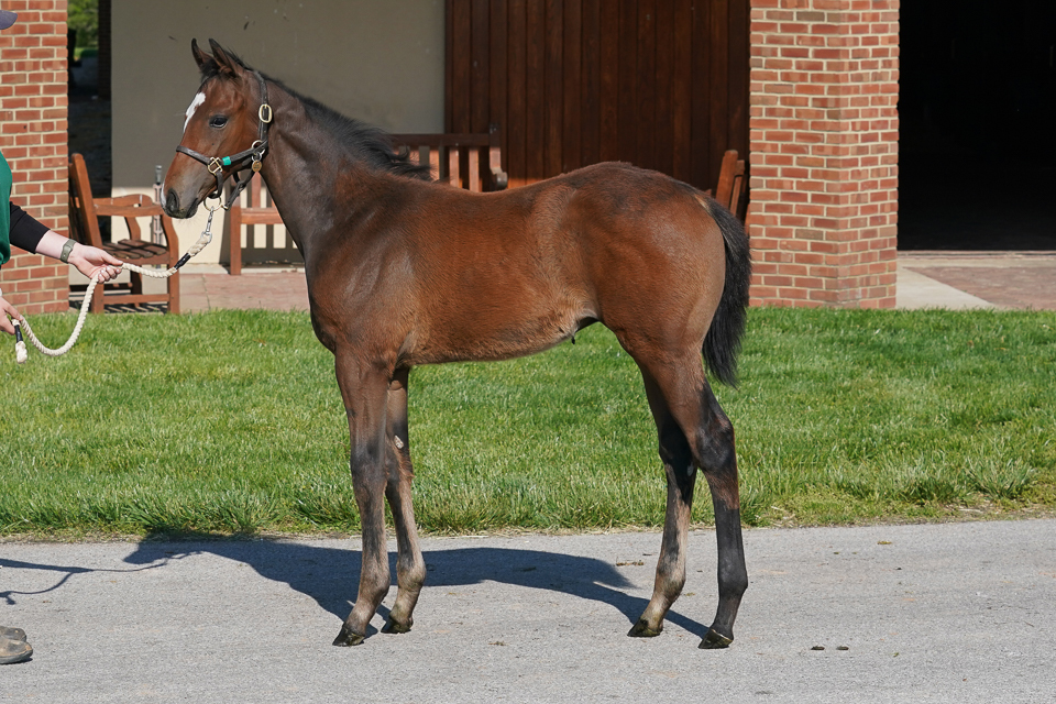 20 ICON PROJECT | Lane's End