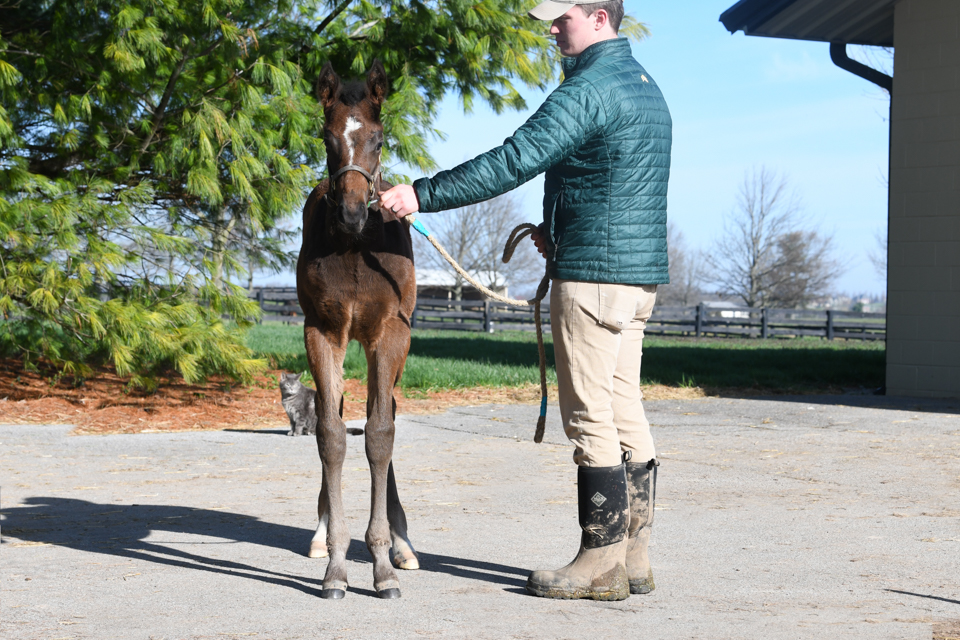 20 INCREDIBLE GRACE | Lane's End