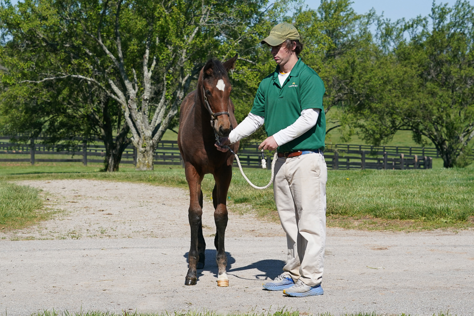 20 SOMETHINGELSE | Lane's End