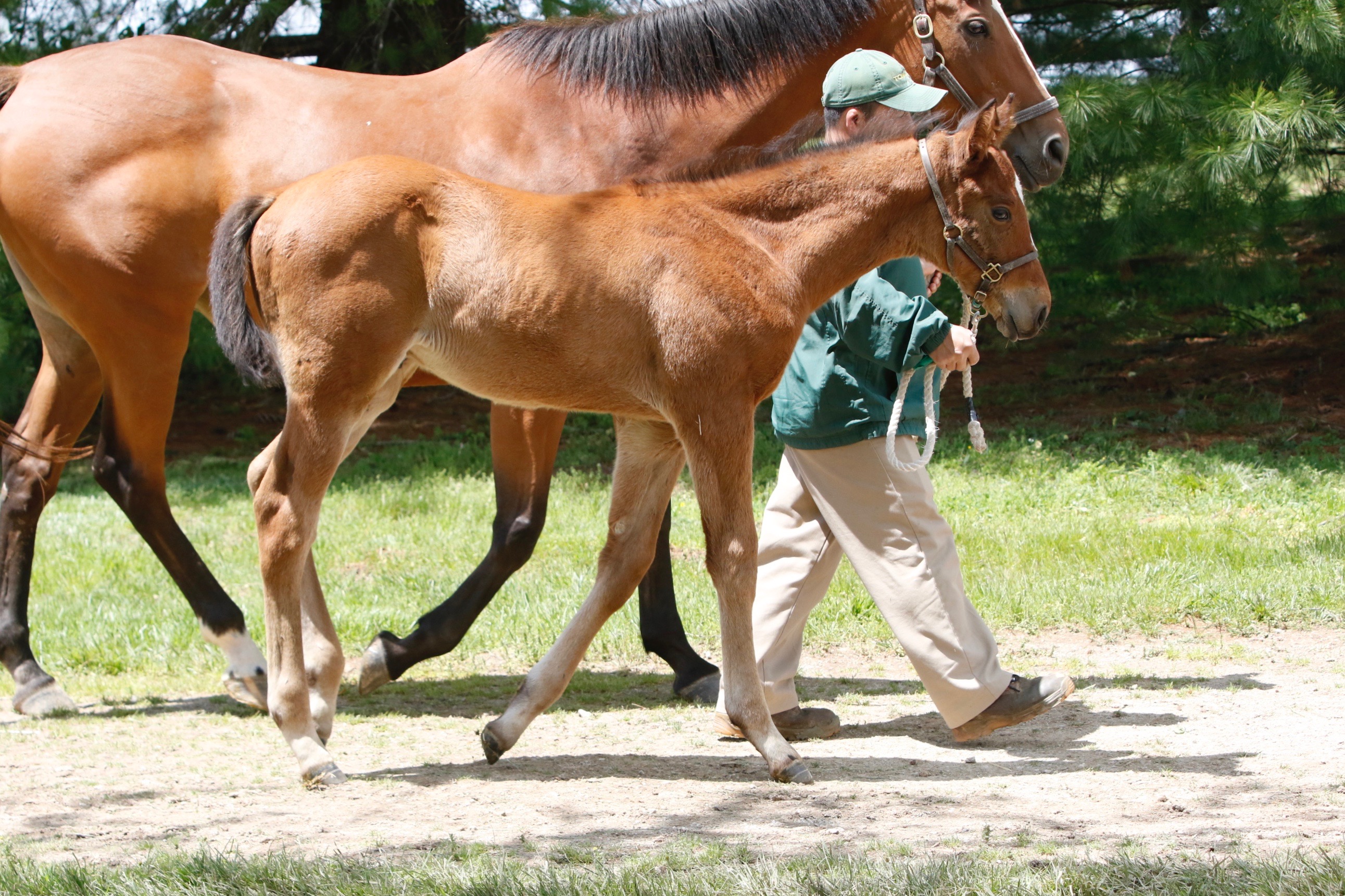 20 WALTZING MATILDA | Lane's End