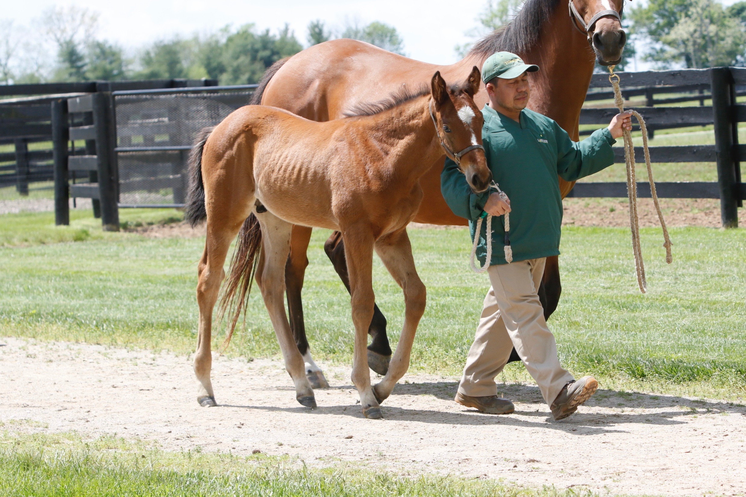 20 WALTZING MATILDA | Lane's End