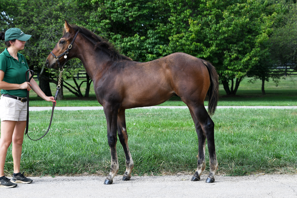 20 BLOODY POINT | Lane's End