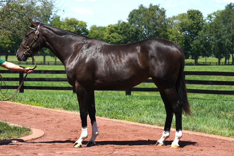 PREVARICATE | Lane's End