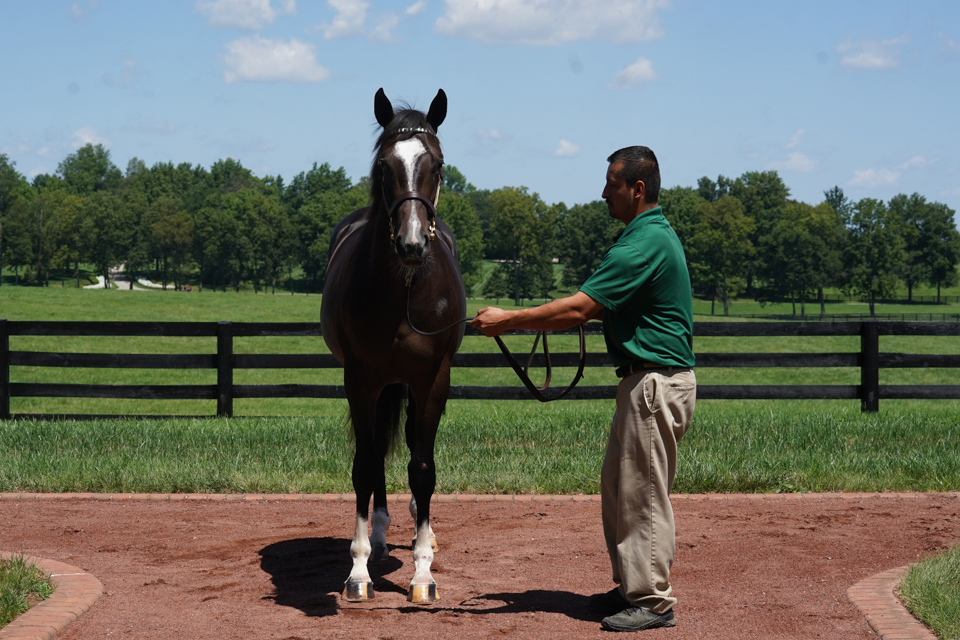 PREVARICATE | Lane's End