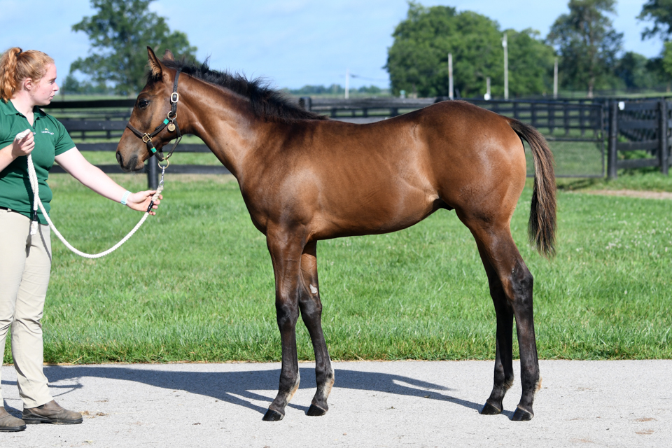 20 BLOODY POINT | Lane's End