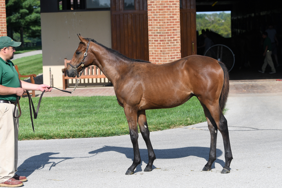 20 ICON PROJECT | Lane's End