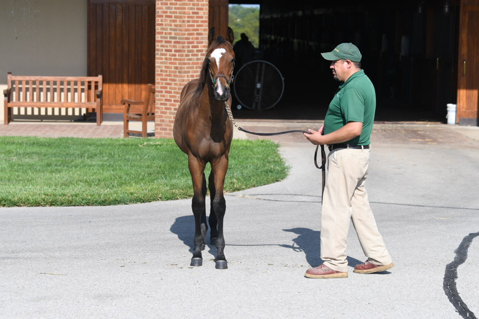 20 ICON PROJECT | Lane's End