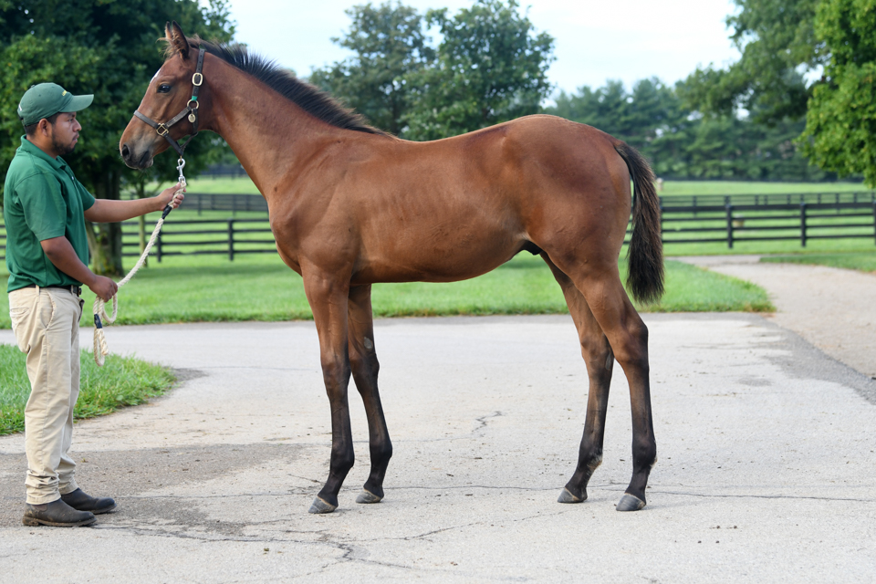 20 WALTZING MATILDA | Lane's End