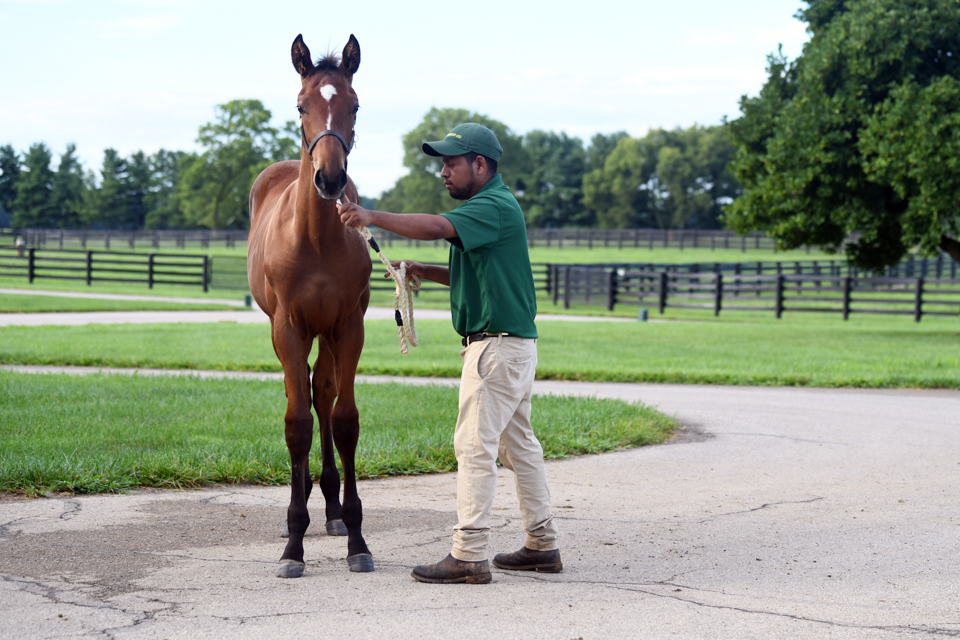 20 WALTZING MATILDA | Lane's End