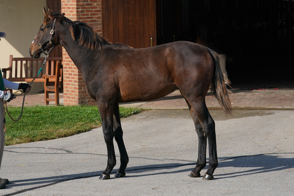 20 GRACE HALL | Lane's End