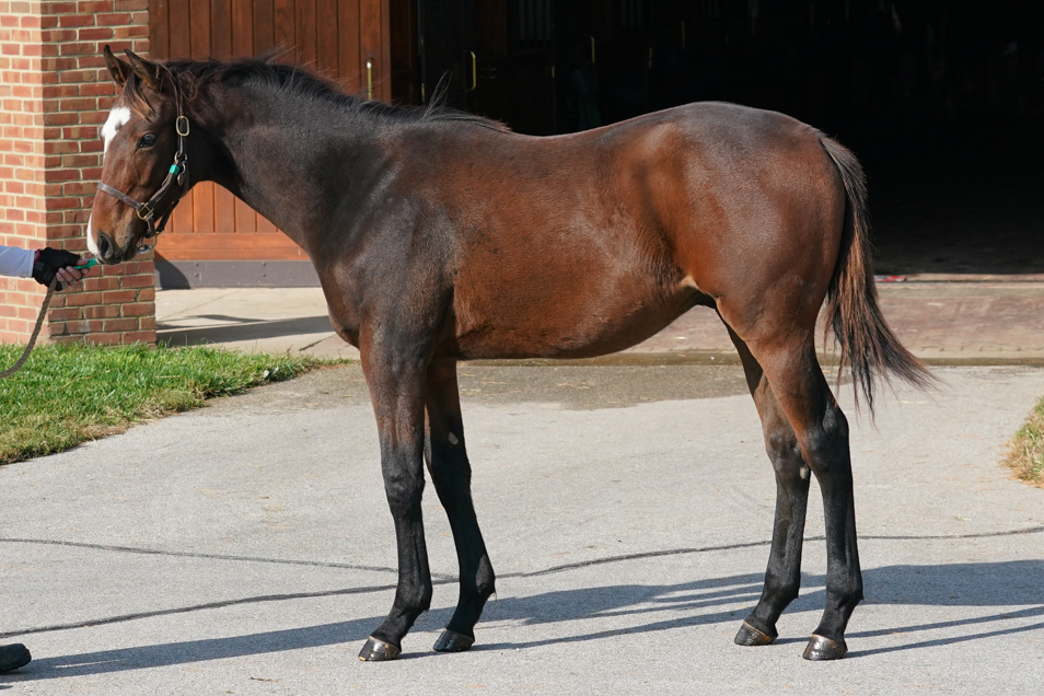 20 ICON PROJECT | Lane's End