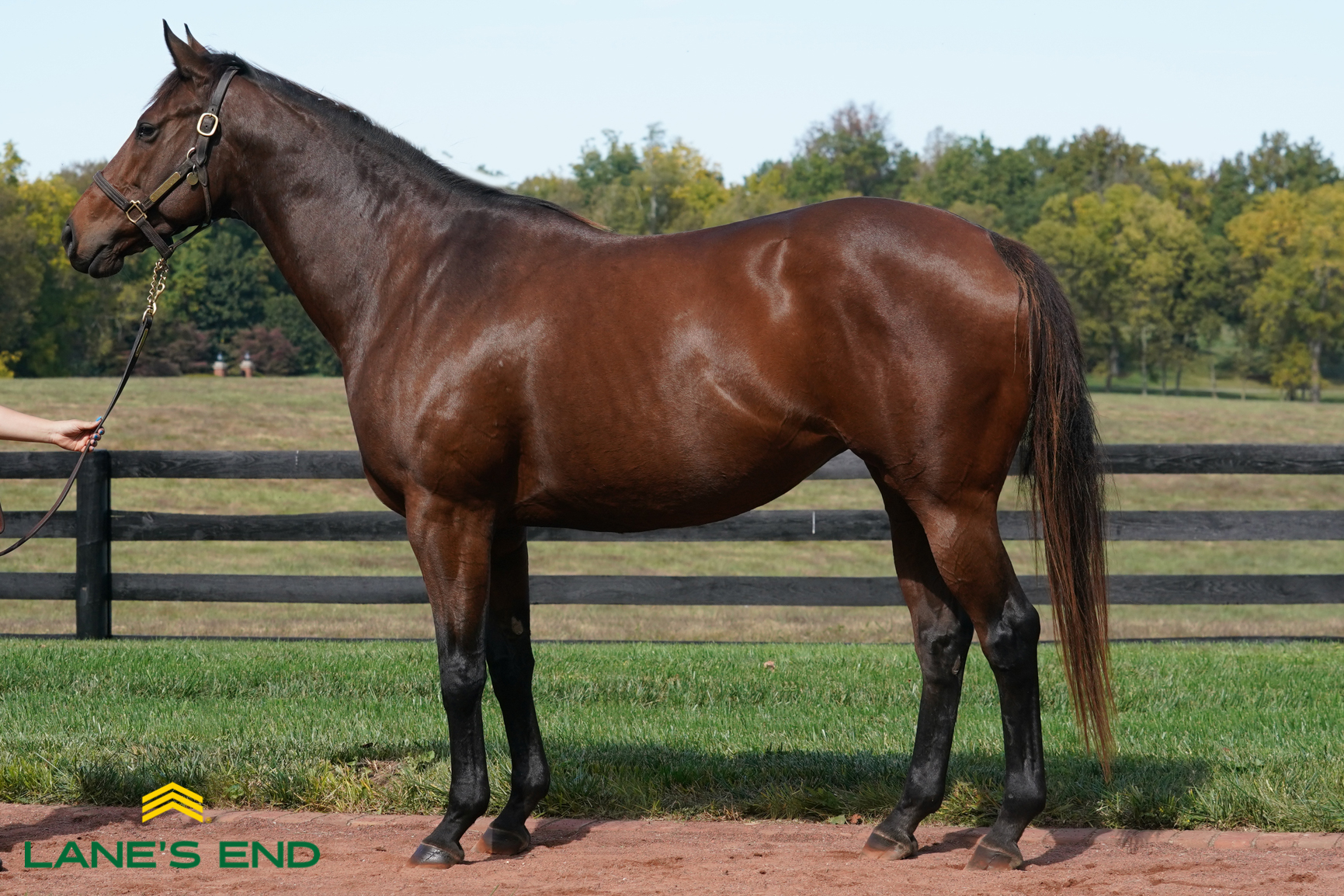 ALTER MOON | Lane's End