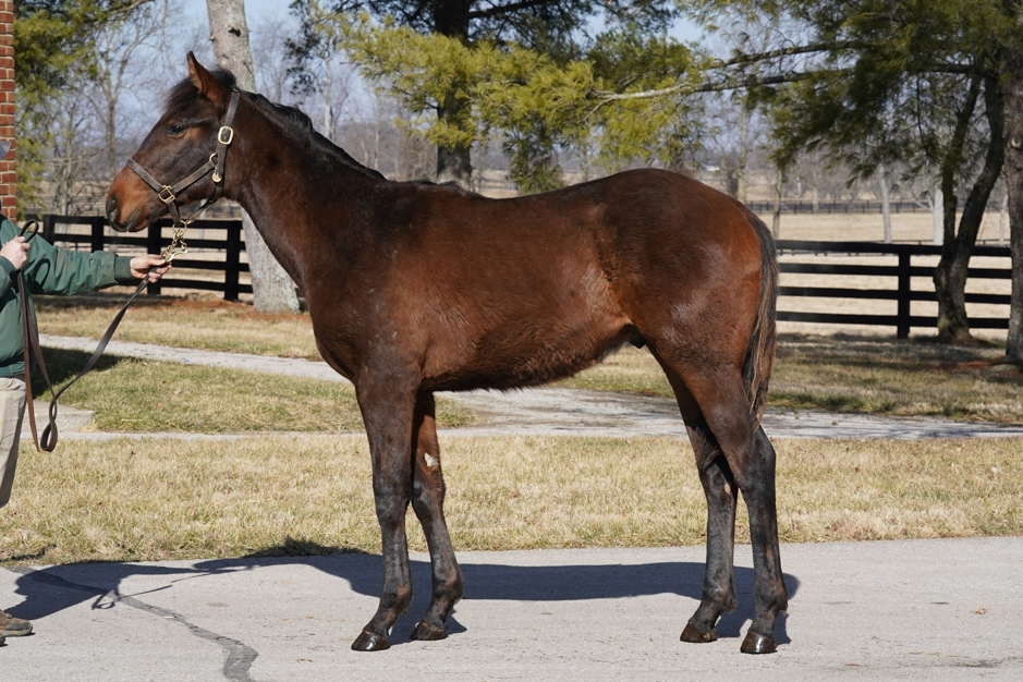 20 BLOODY POINT | Lane's End