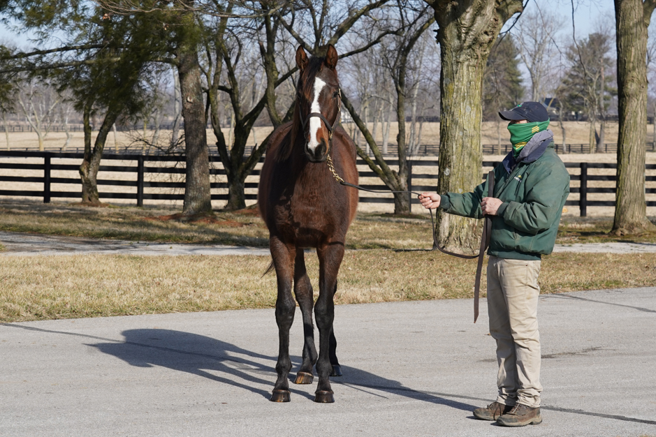 20 GRACE HALL | Lane's End