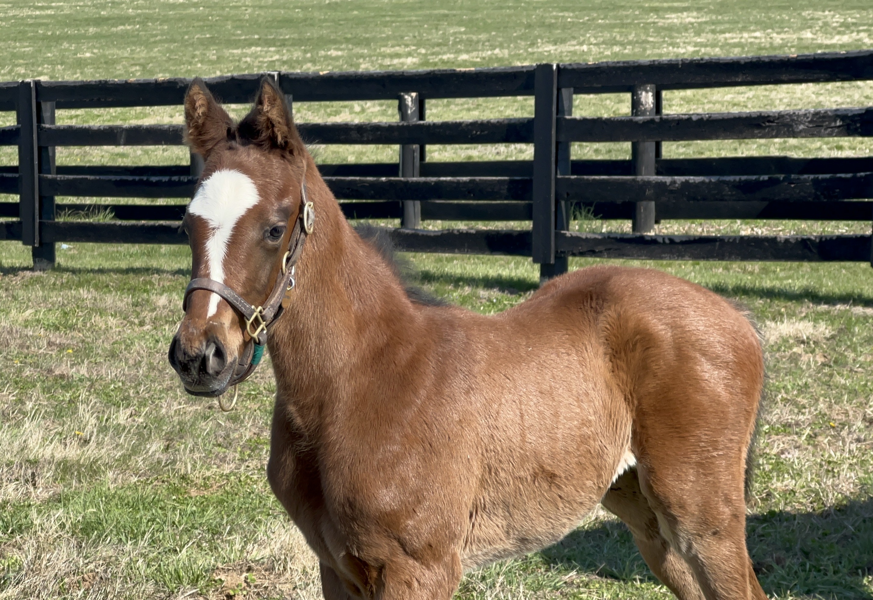 23 WILD FOREST | Lane's End