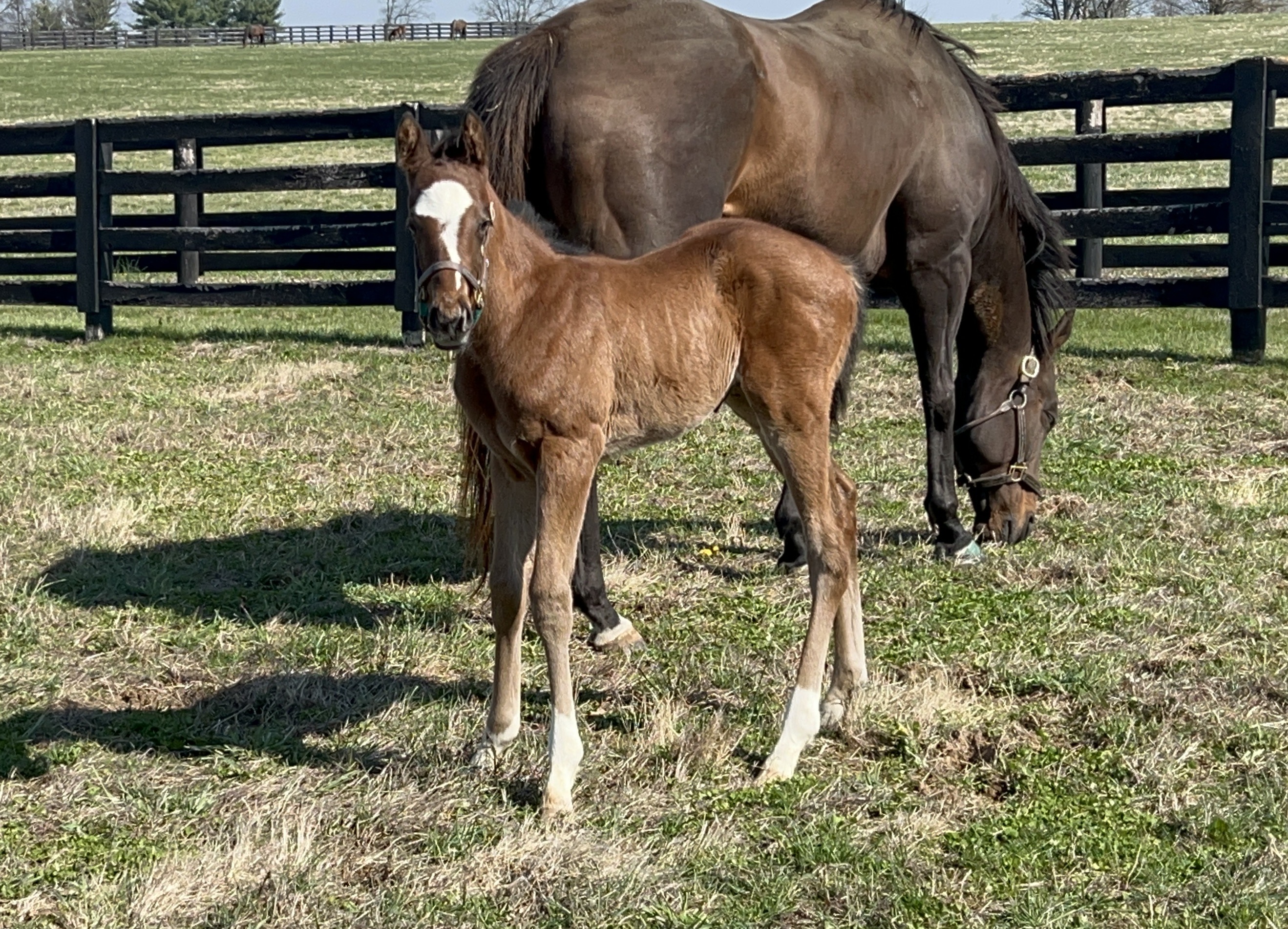 23 WILD FOREST | Lane's End