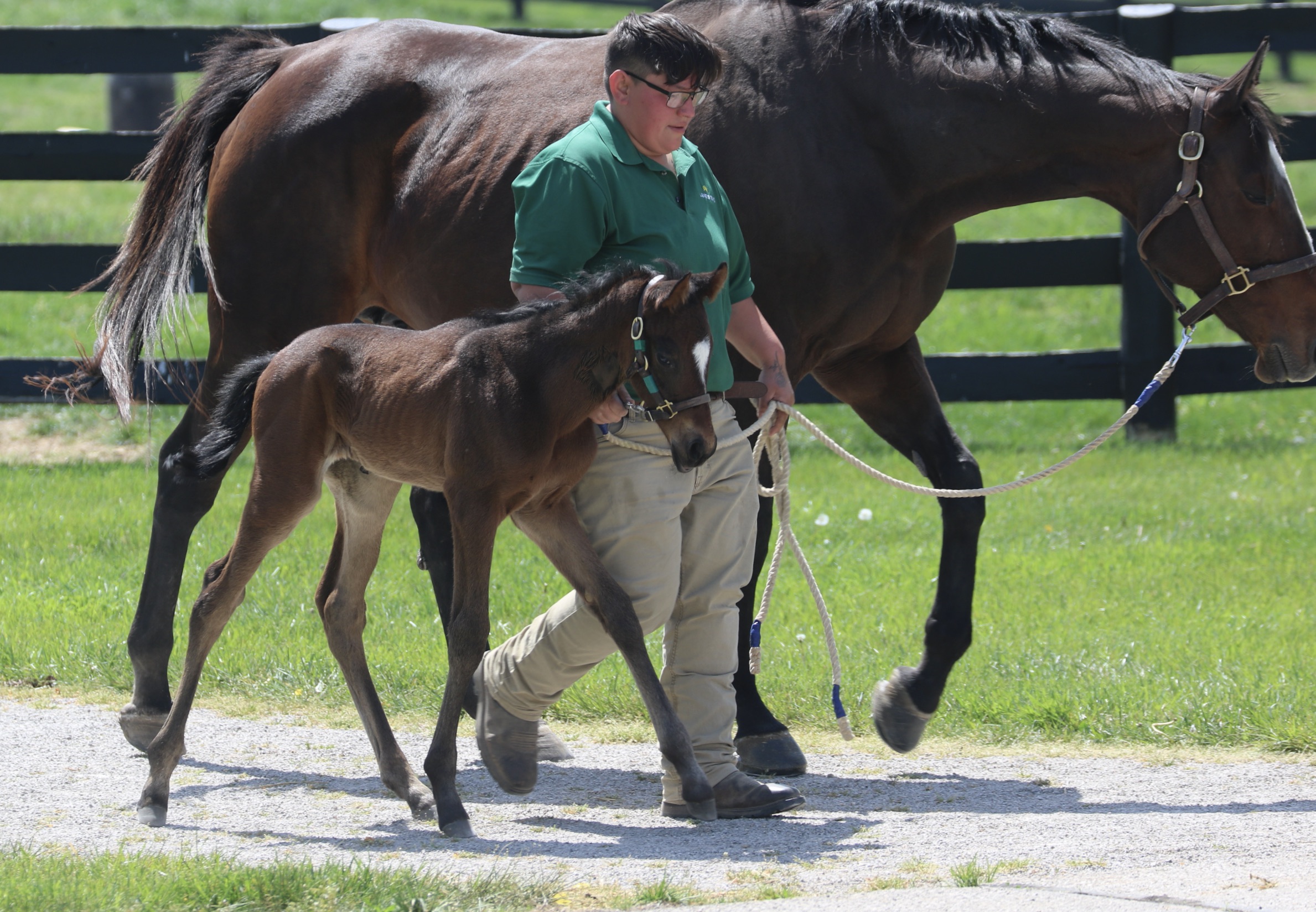 23 ICON PROJECT | Lane's End