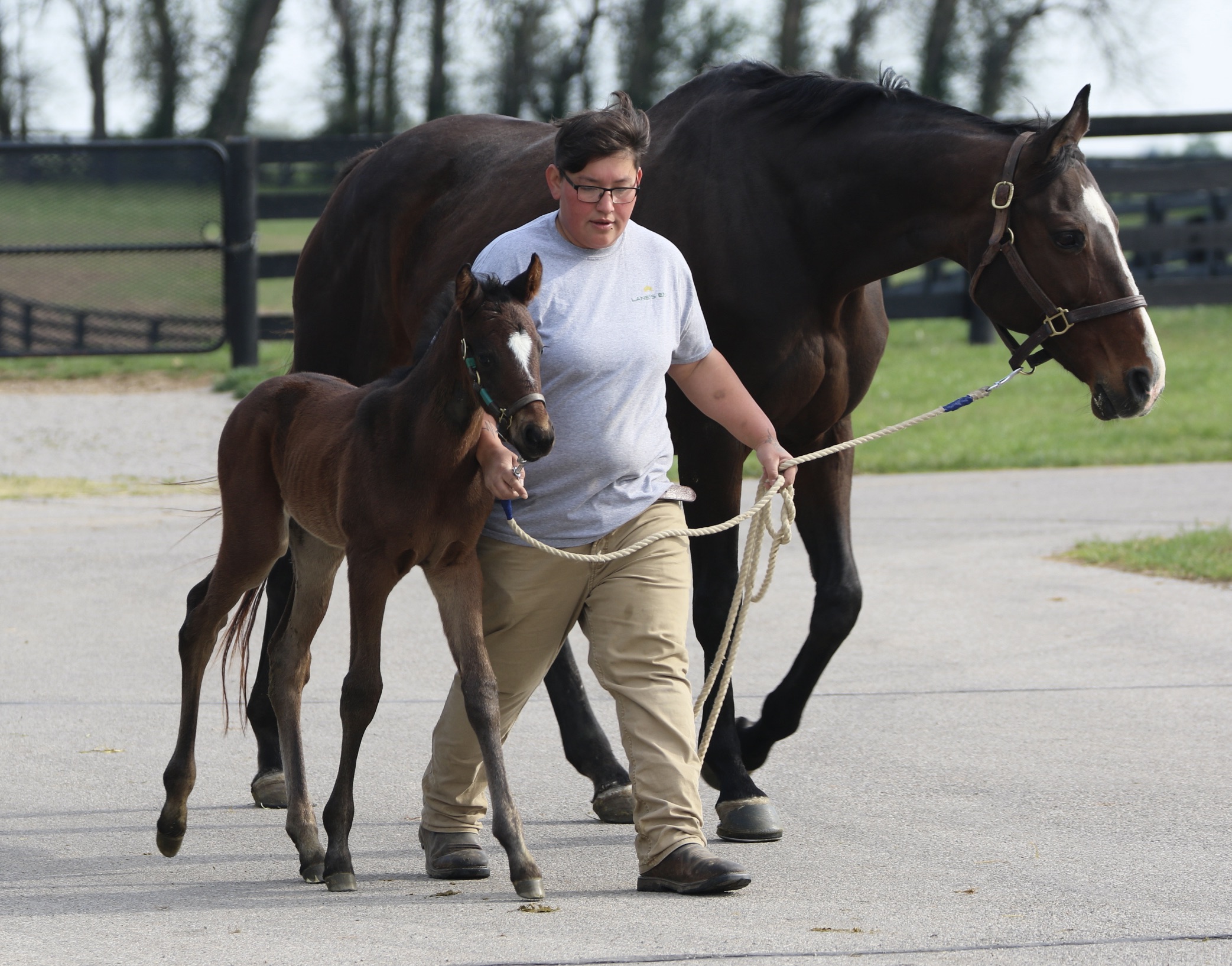 23 ICON PROJECT | Lane's End