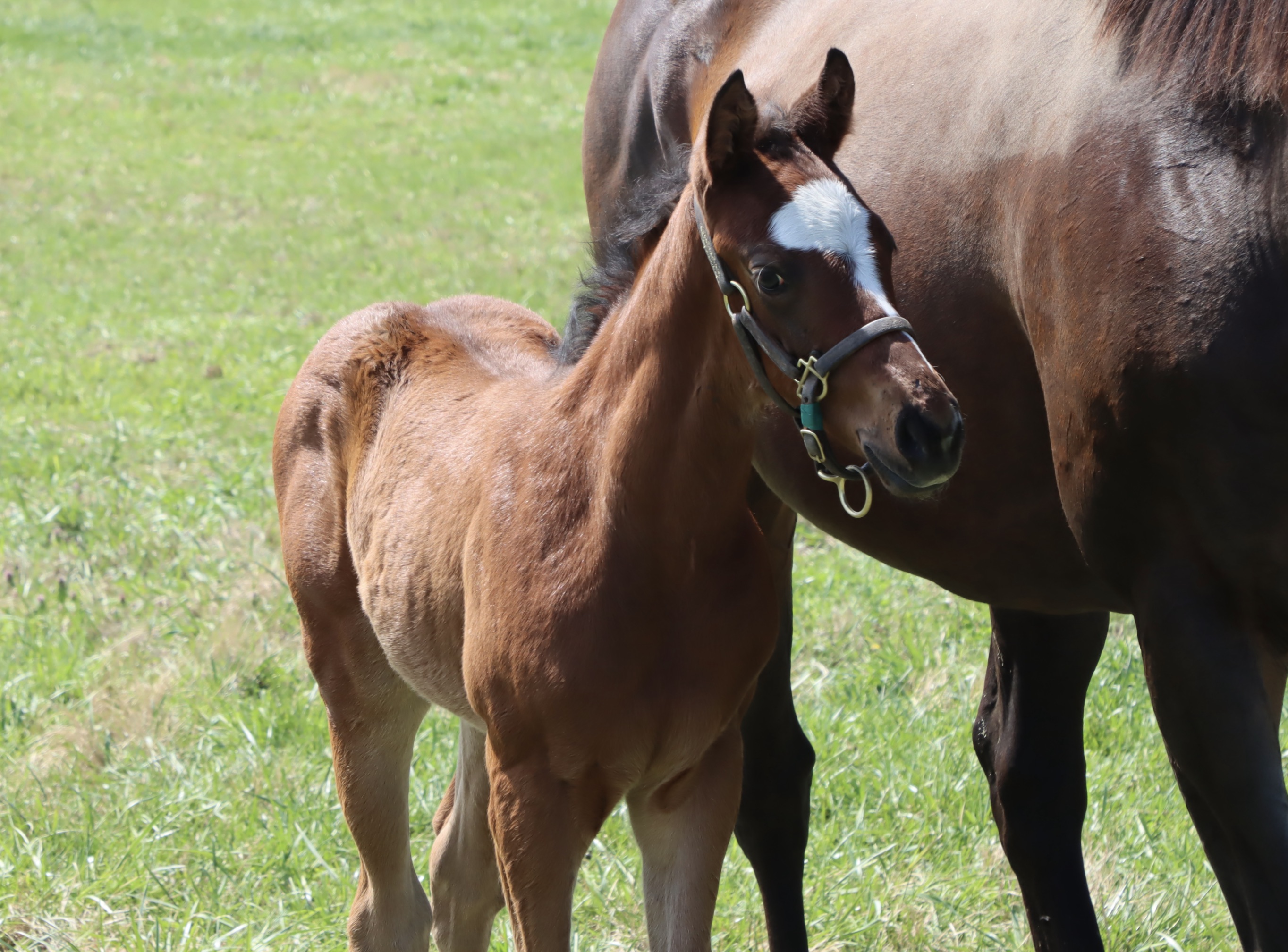 23 WILD FOREST | Lane's End