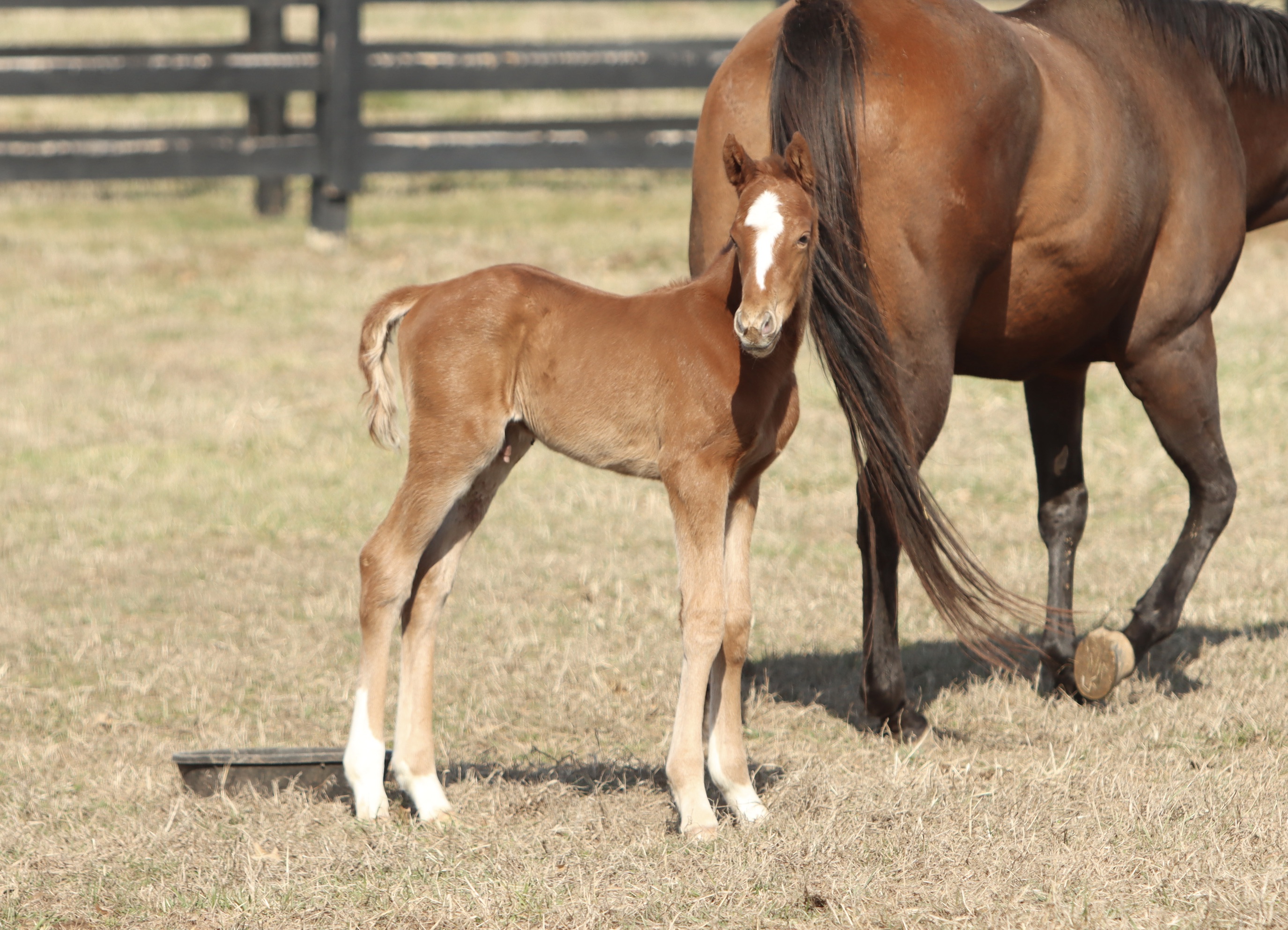 24 BLOODY POINT | Lane's End