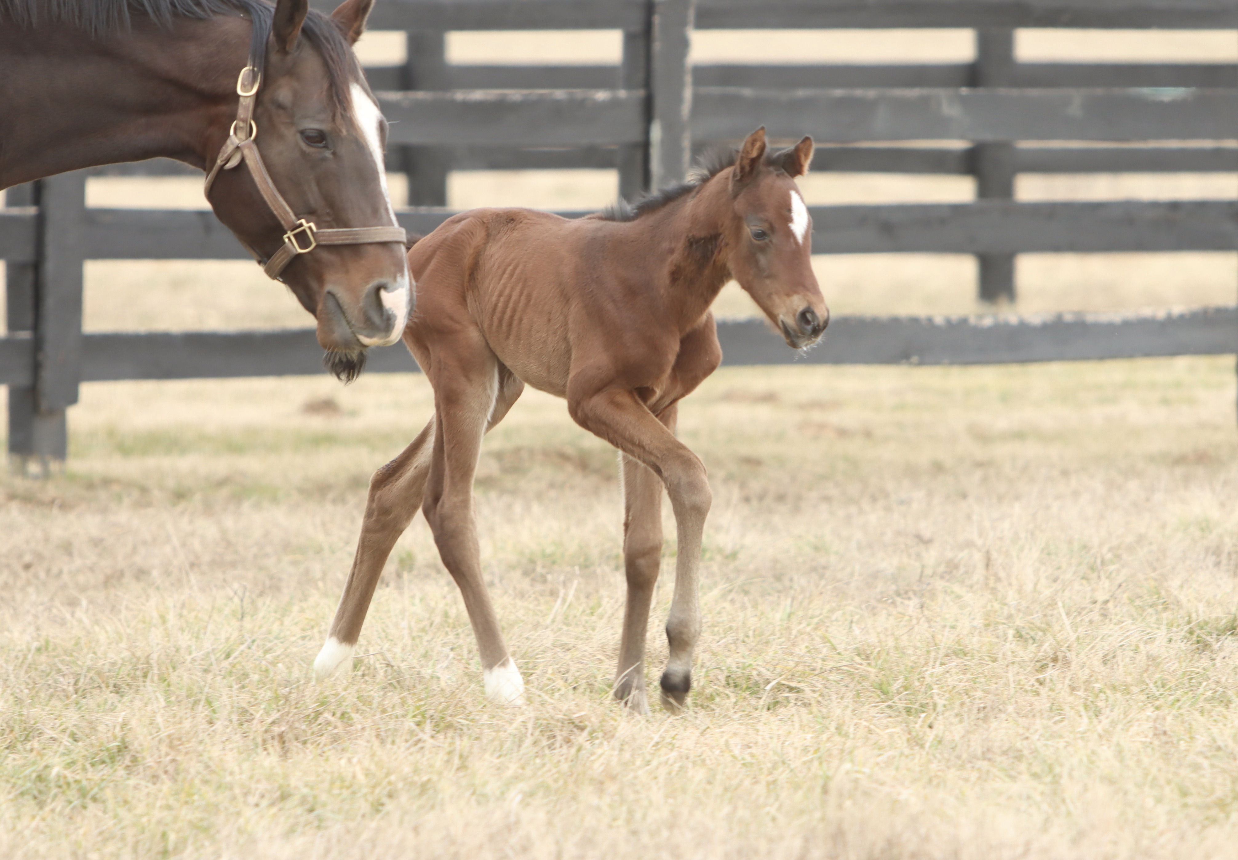 24 PARADISE WOODS | Lane's End