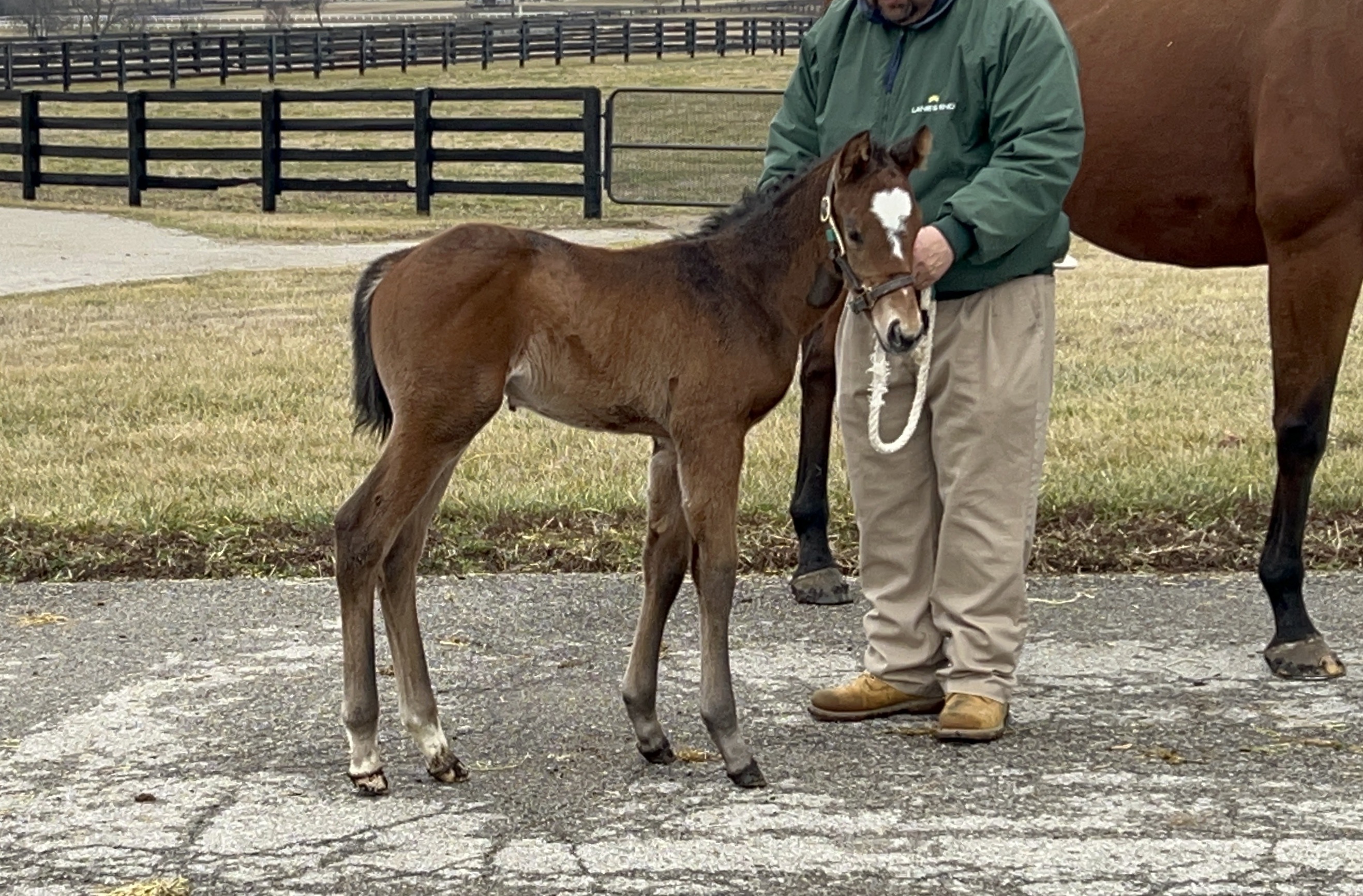 24 STOLEN HOLIDAY | Lane's End