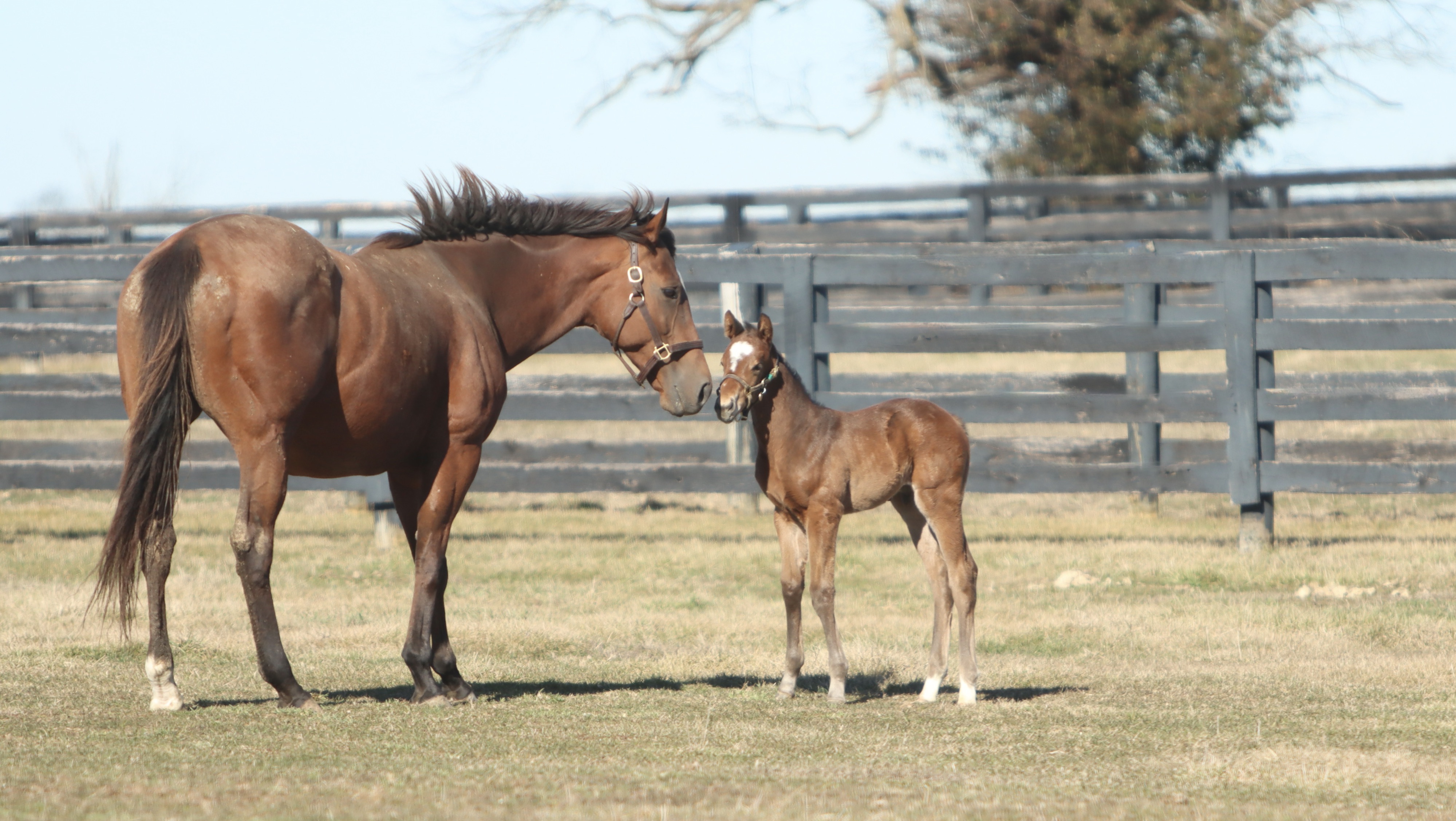 24 STOLEN HOLIDAY | Lane's End