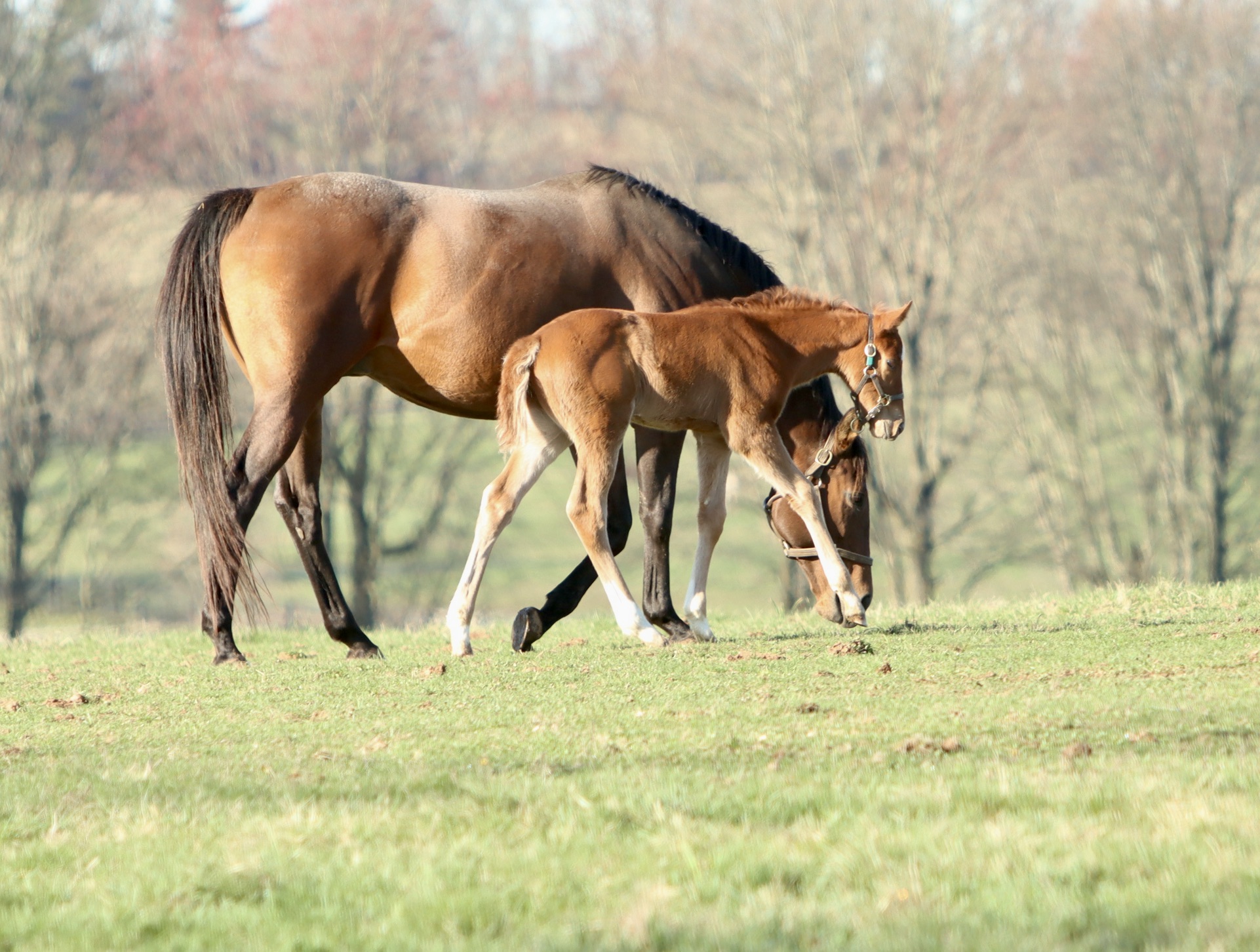 24 BLOODY POINT | Lane's End