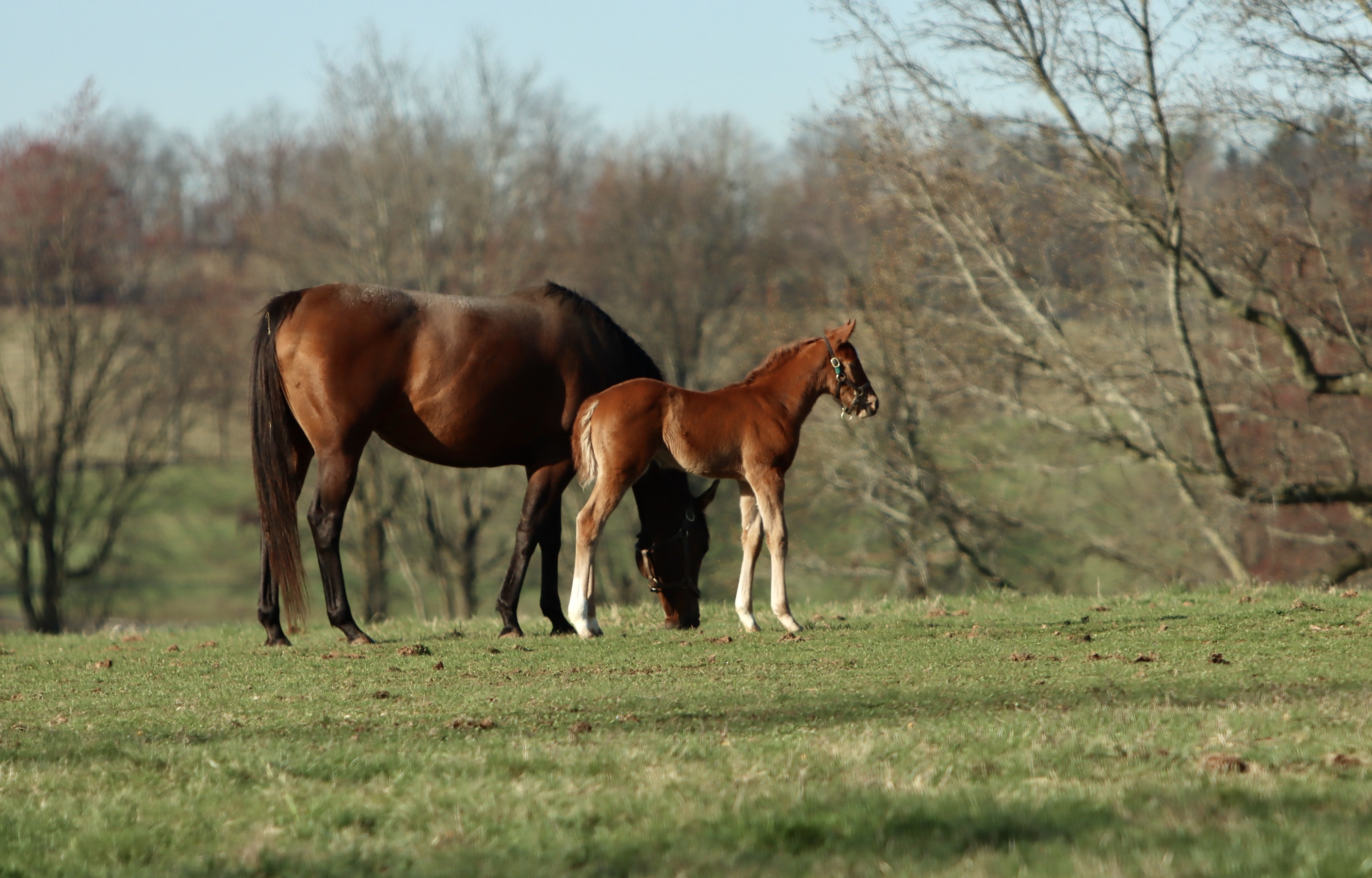 24 BLOODY POINT | Lane's End