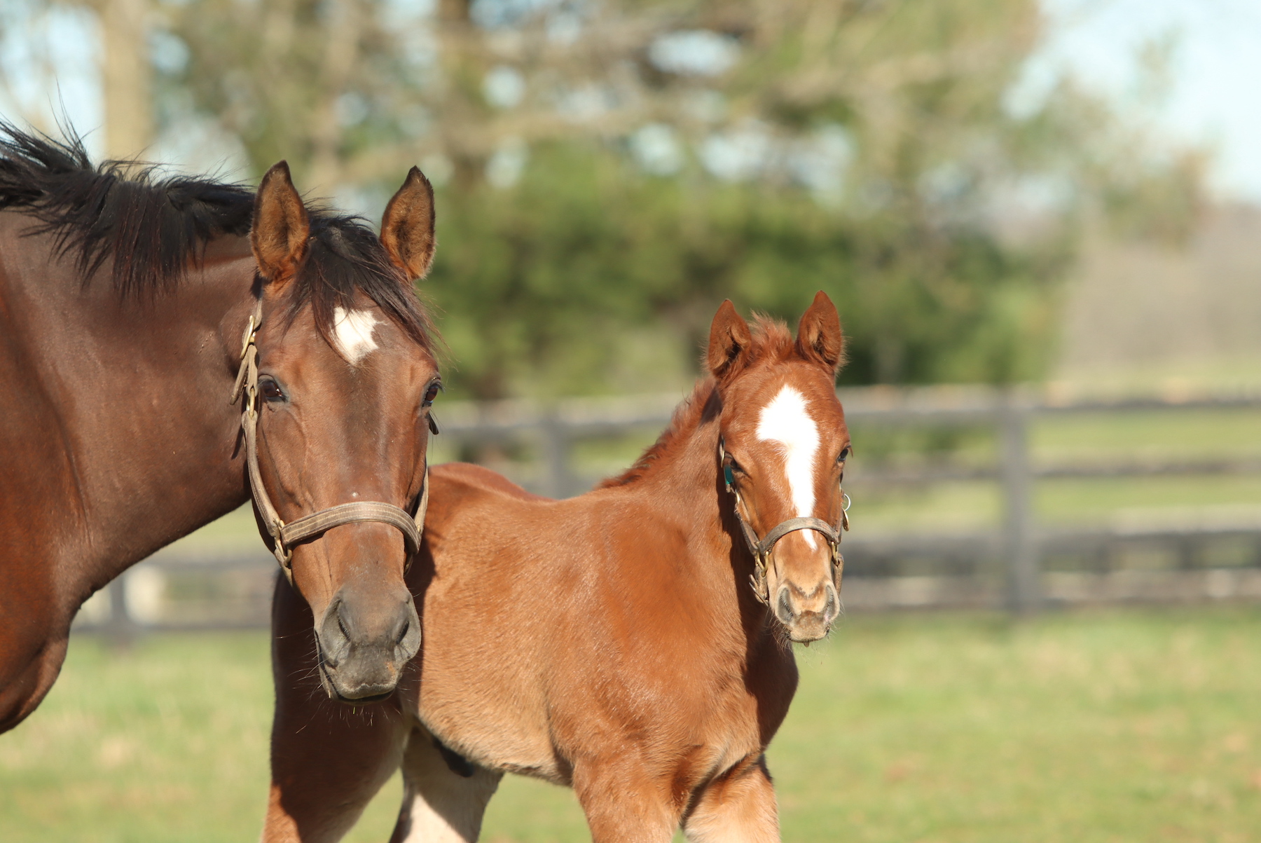 24 BLOODY POINT | Lane's End