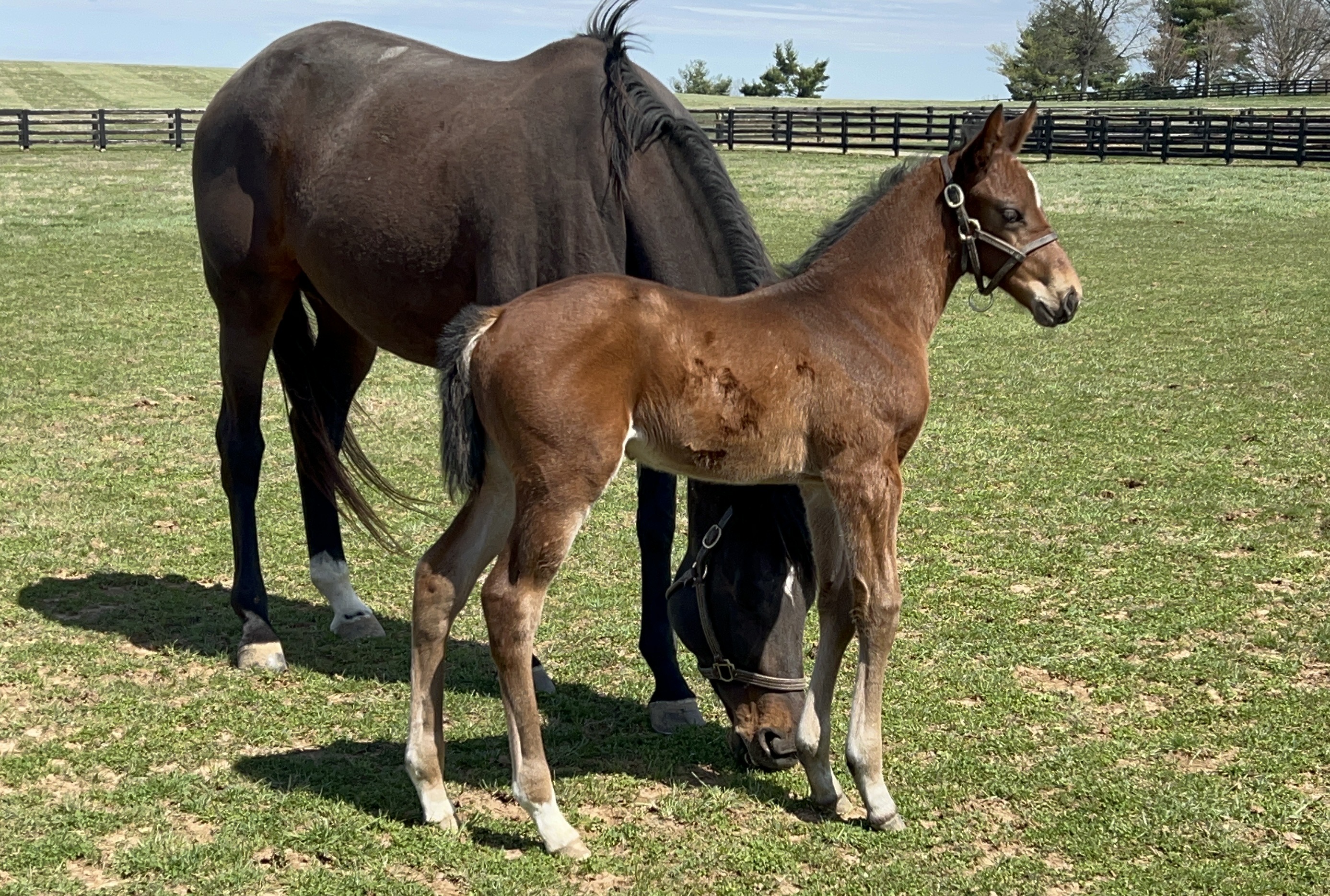 24 STARS AND BARS | Lane's End
