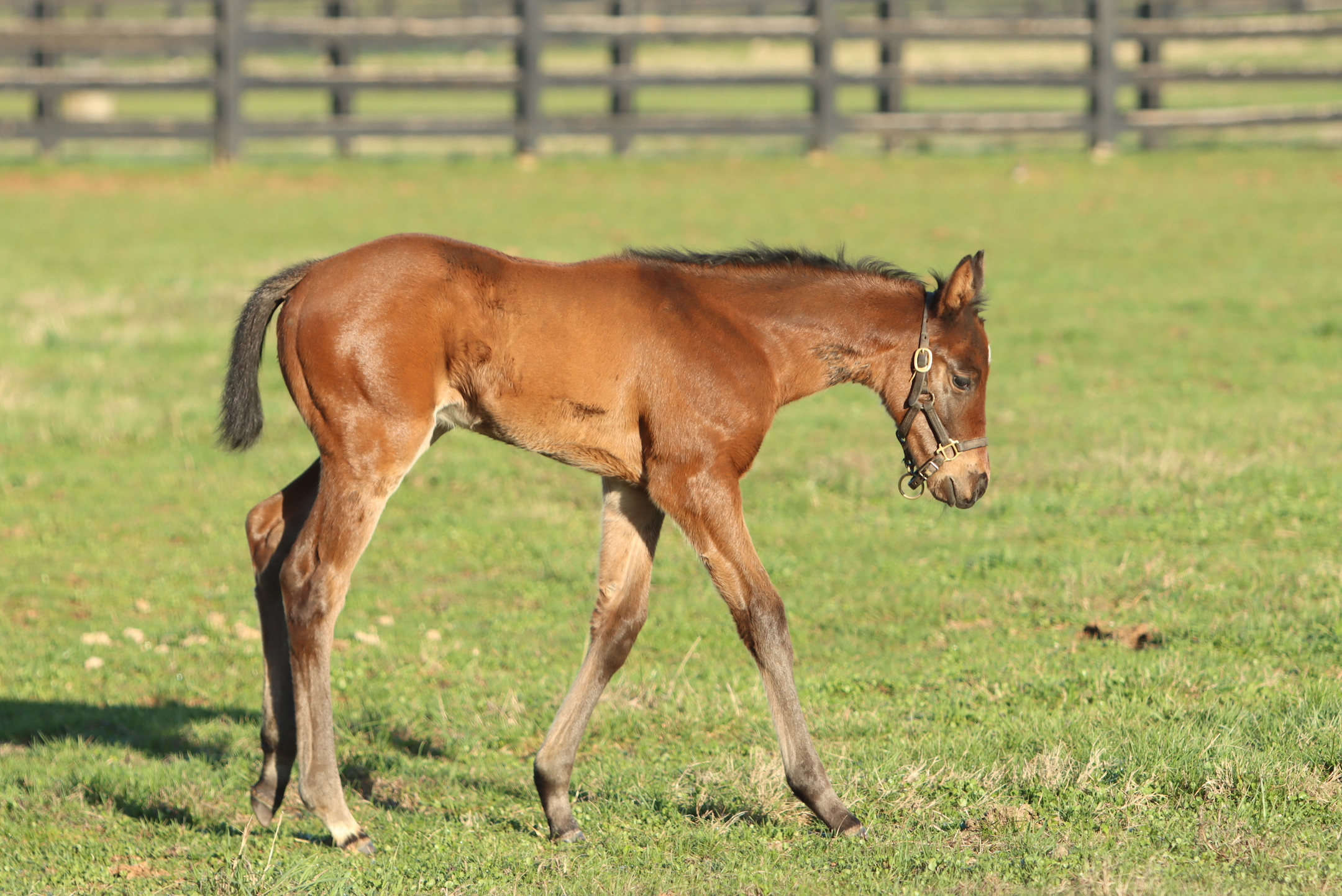 24 TOBAGO | Lane's End