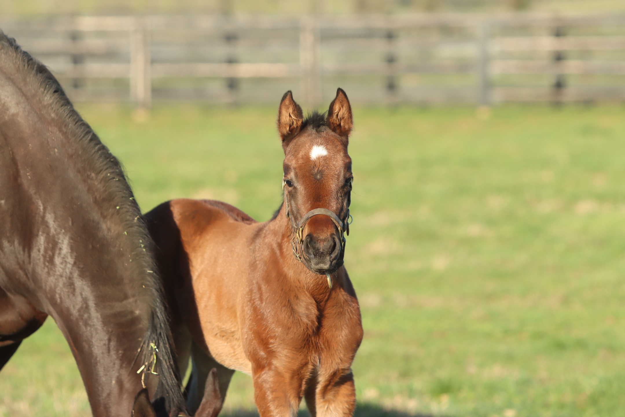 24 TOBAGO | Lane's End