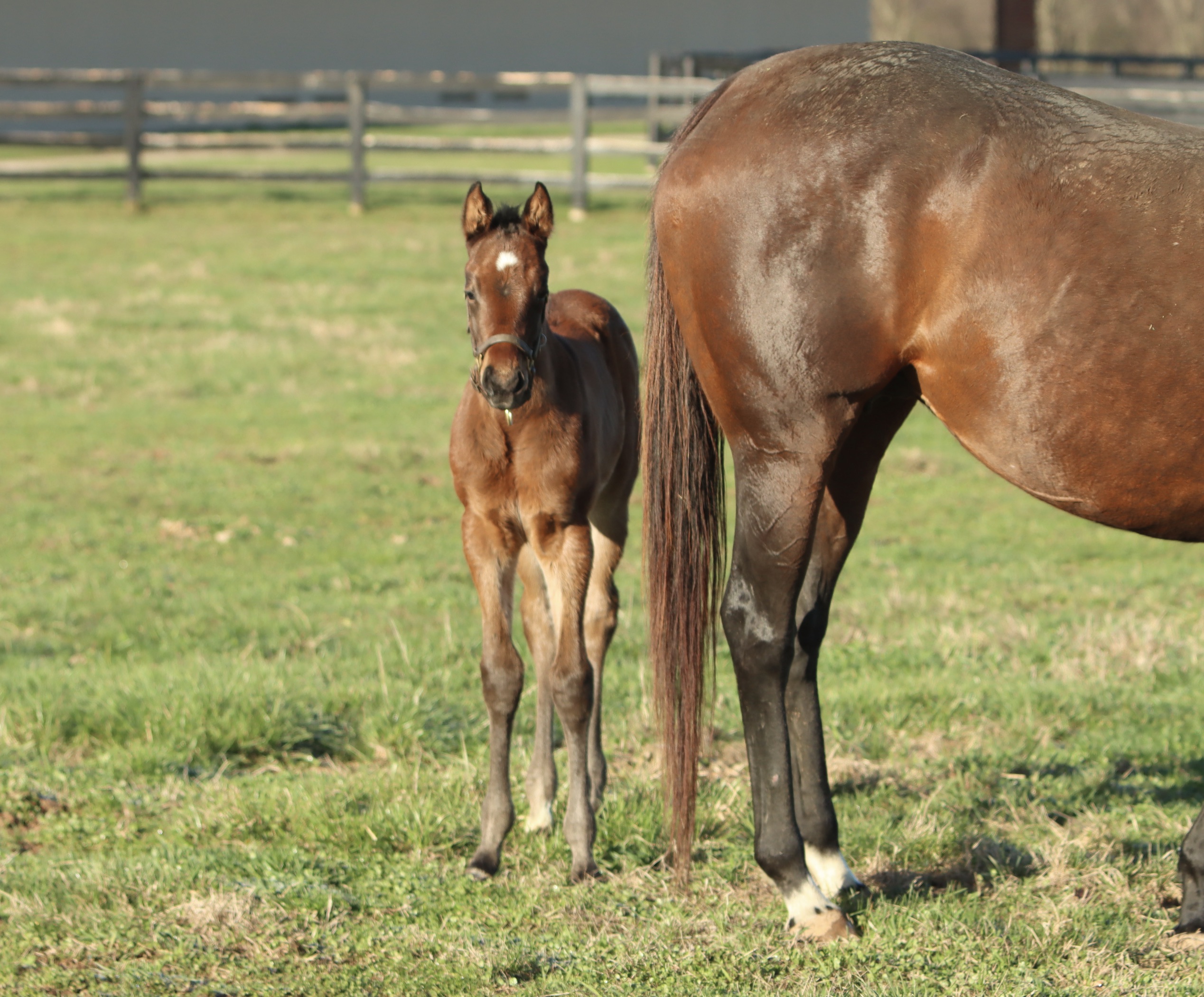 24 TOBAGO | Lane's End