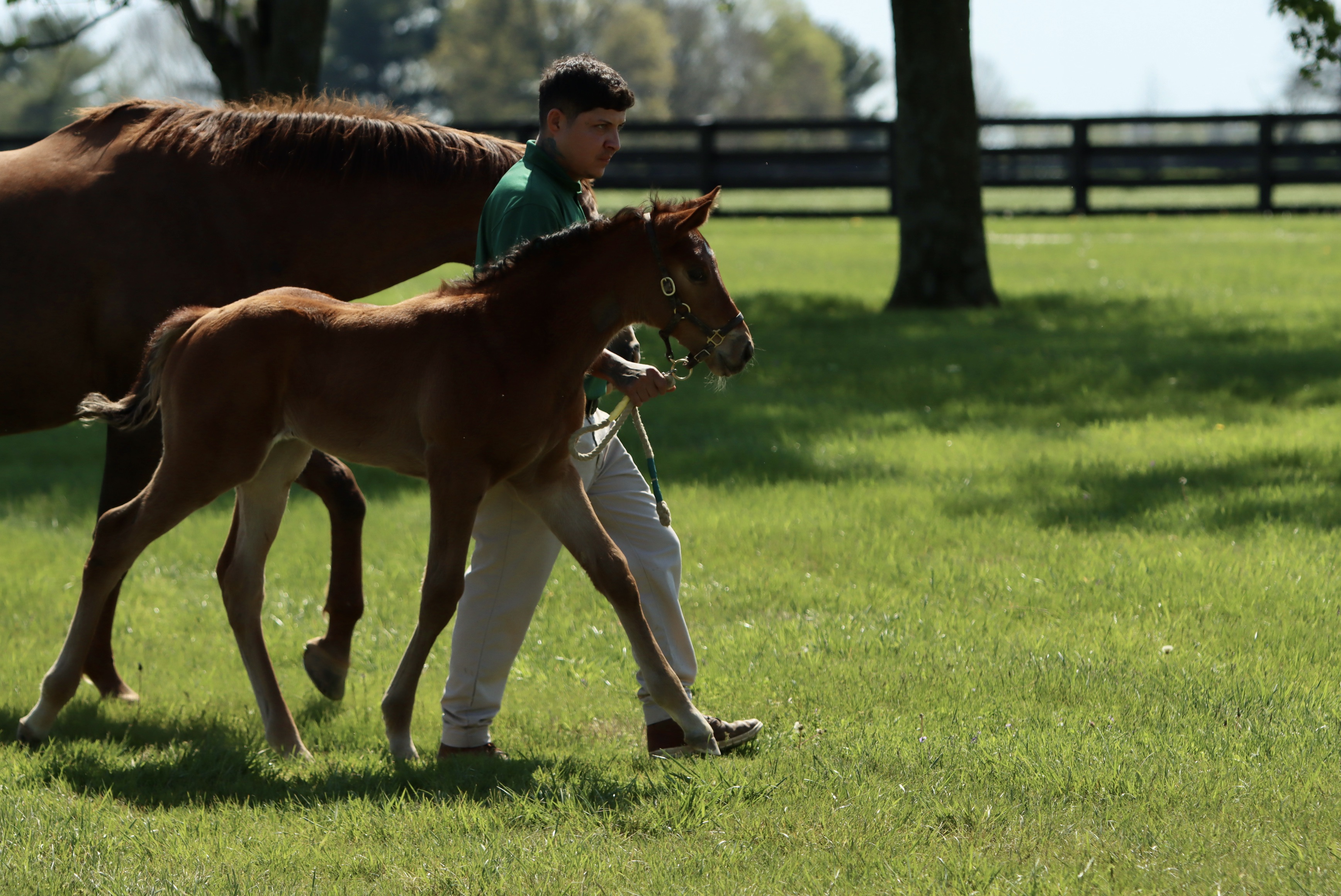 24 CHRISTIES TREASURE | Lane's End