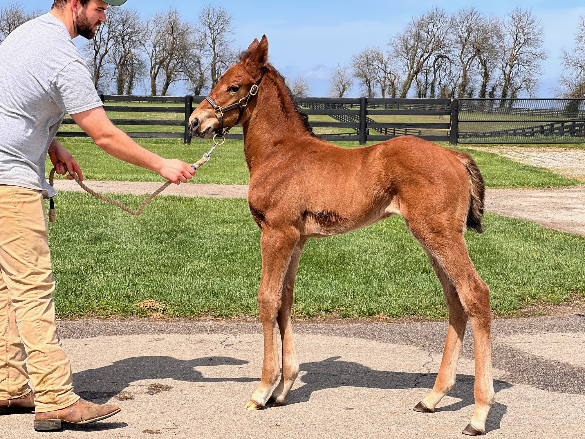 24 CHRISTIES TREASURE | Lane's End