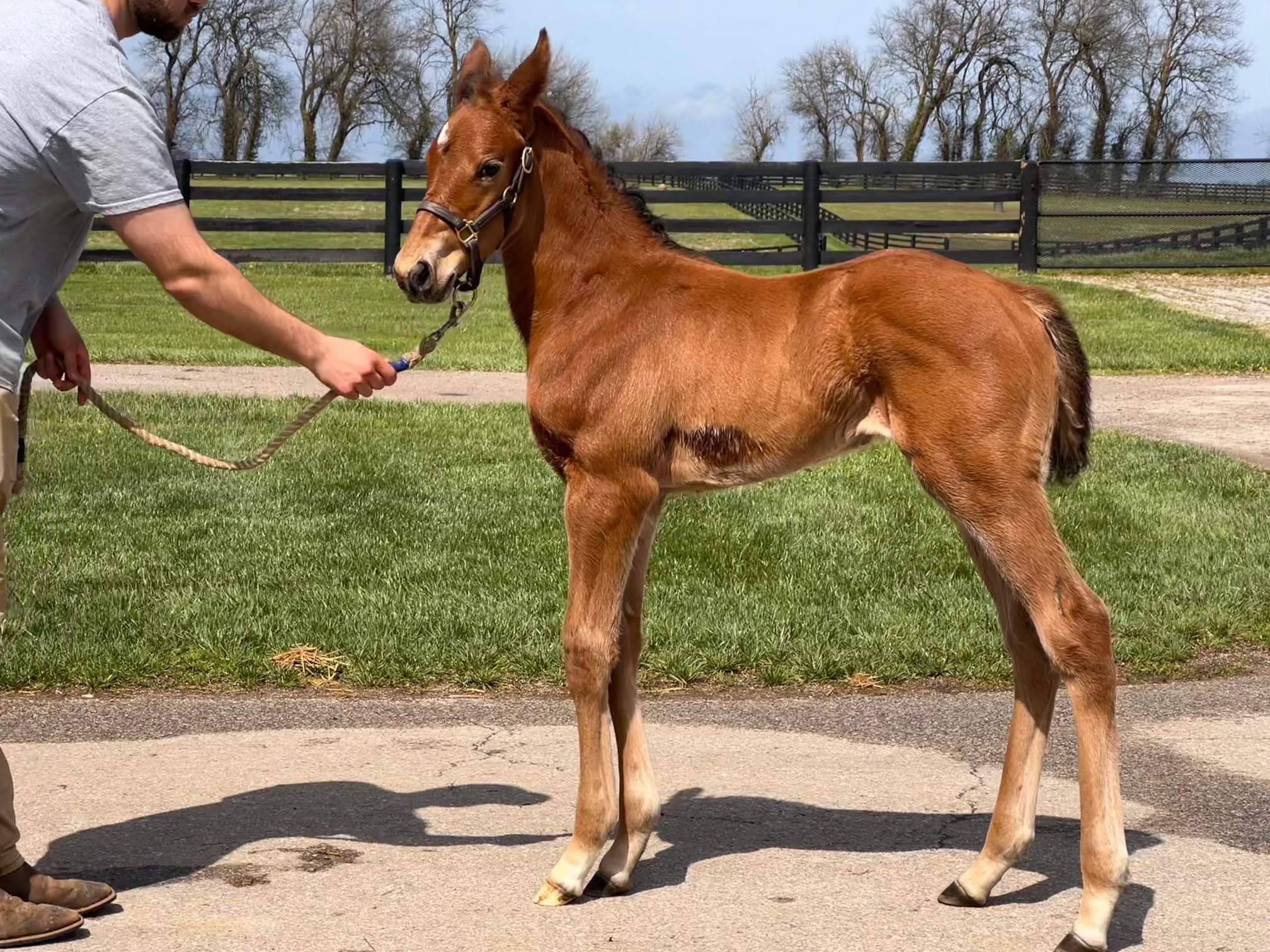 24 CHRISTIES TREASURE | Lane's End